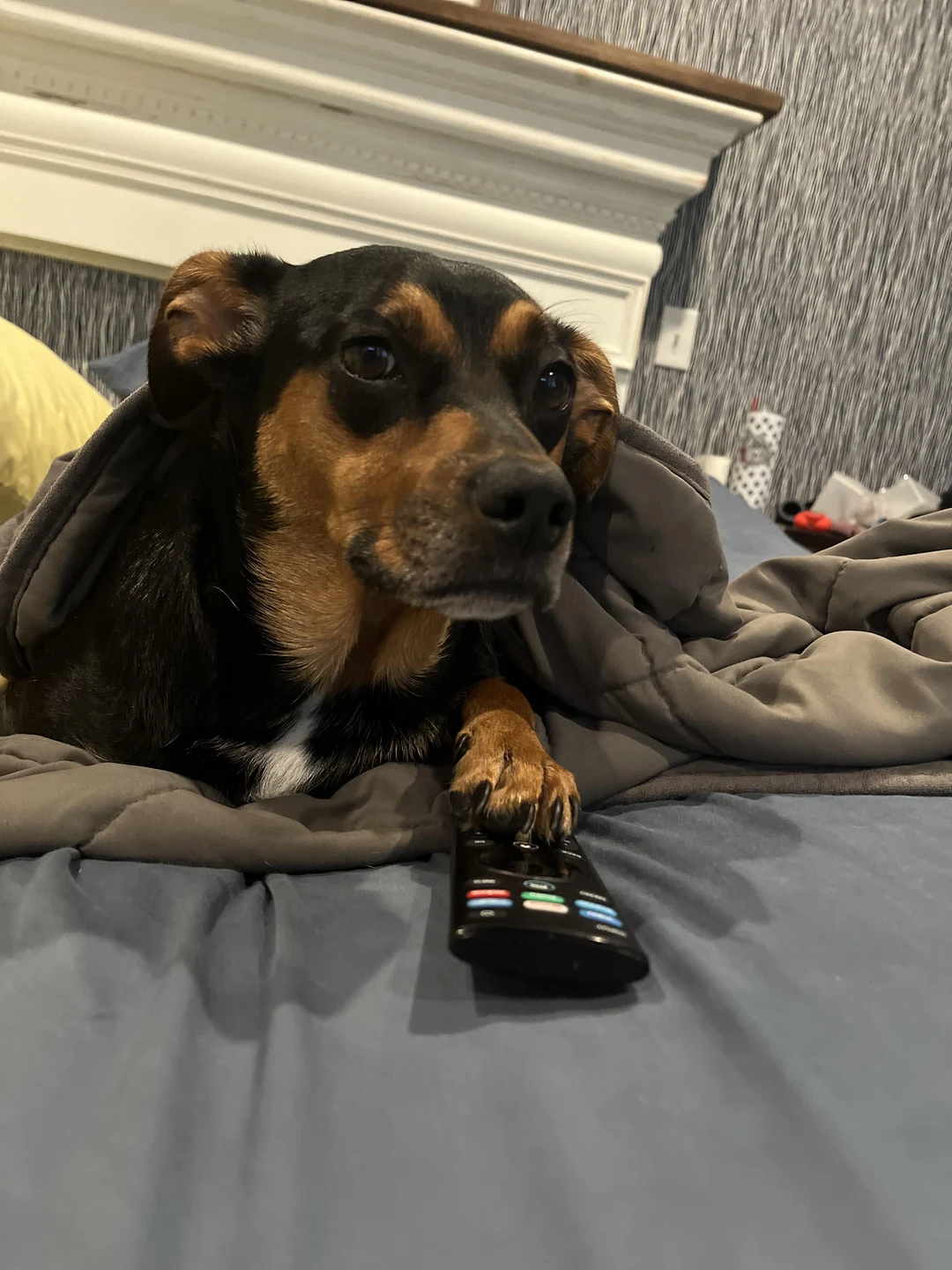 Archibald’s movie nights:) | Scrolller