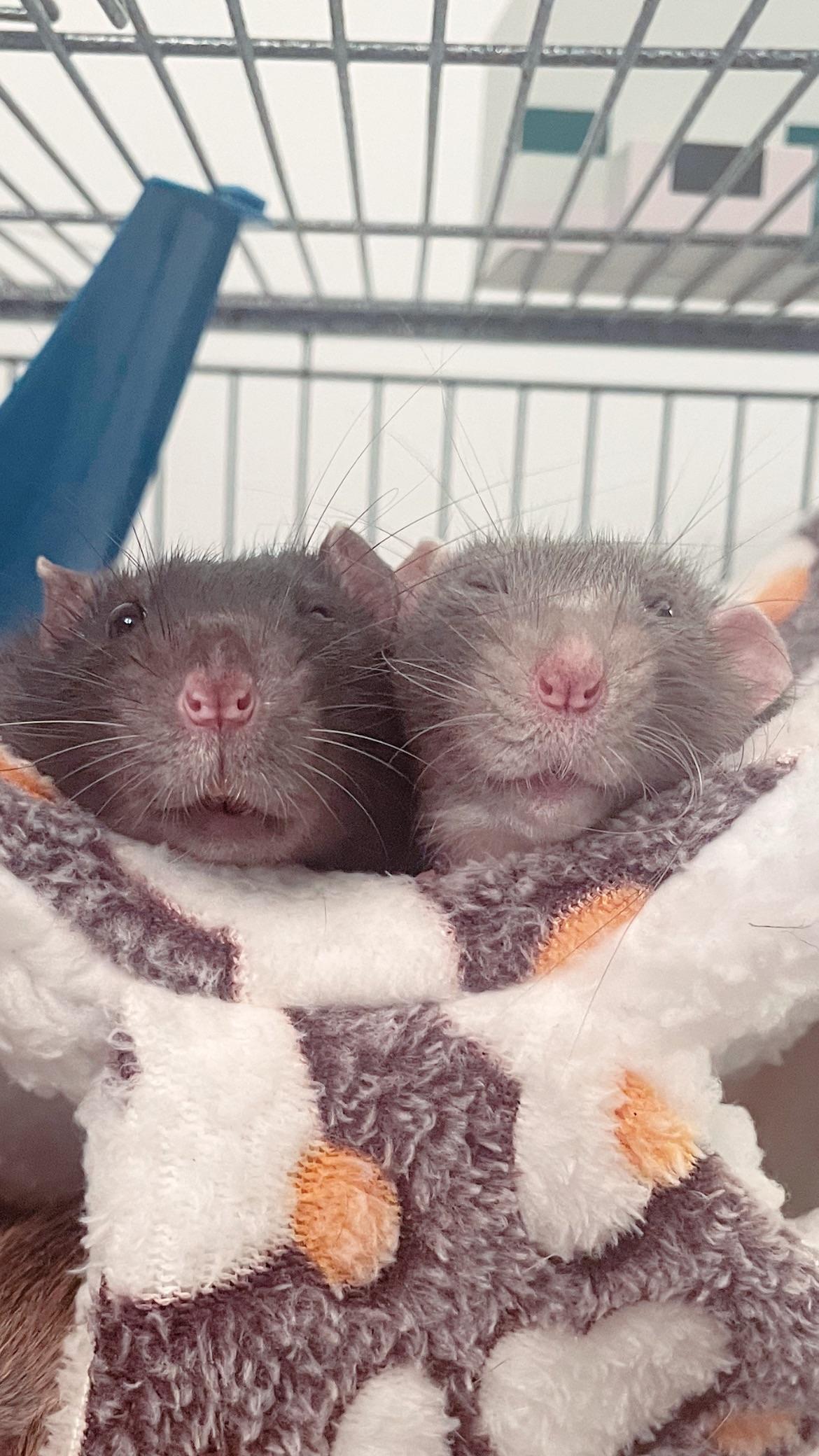 Besties 🖤 | Scrolller