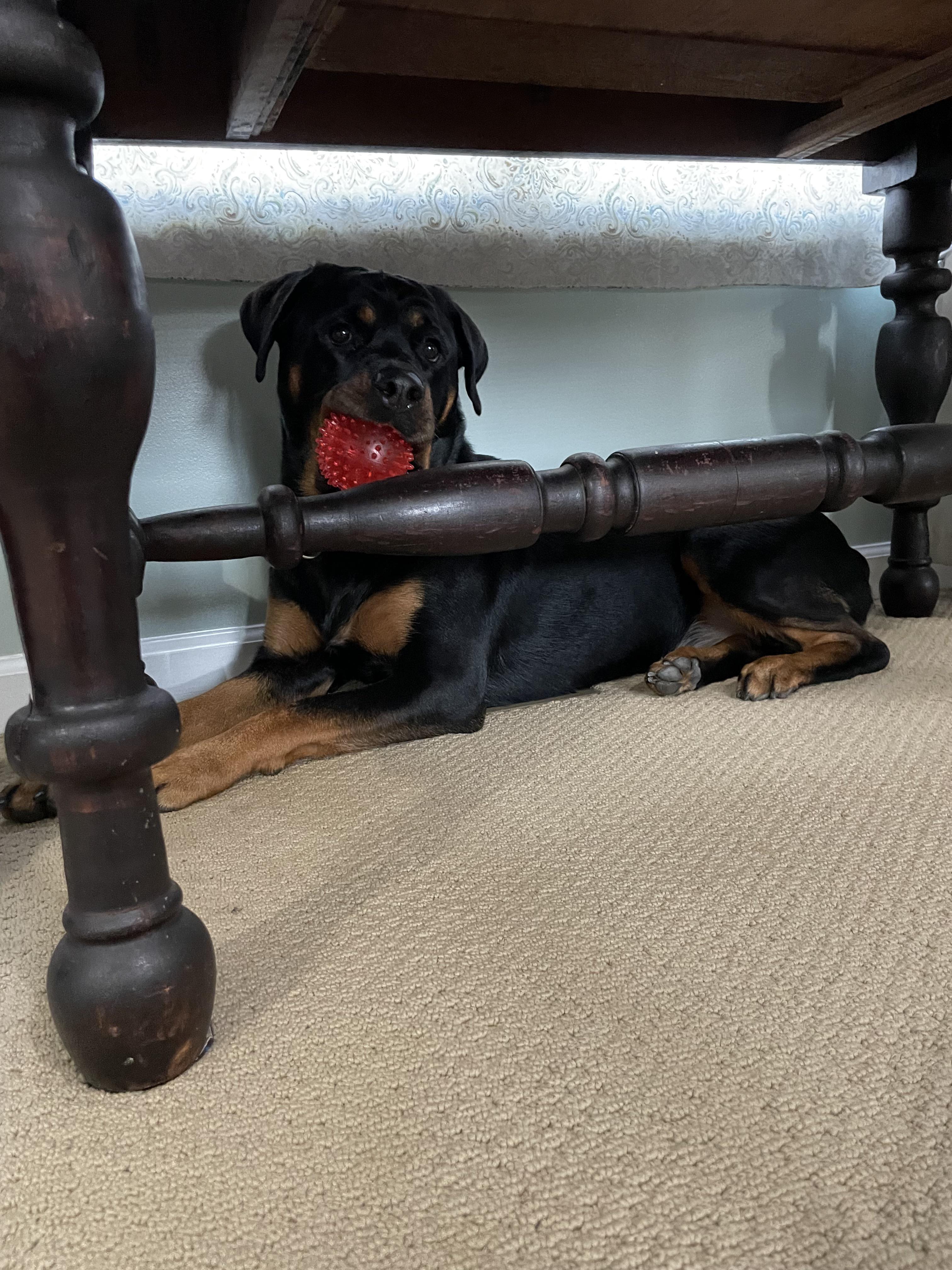 Daisy’s favorite spot. There’s an AC vent under the table and she will melt without it. | Scrolller