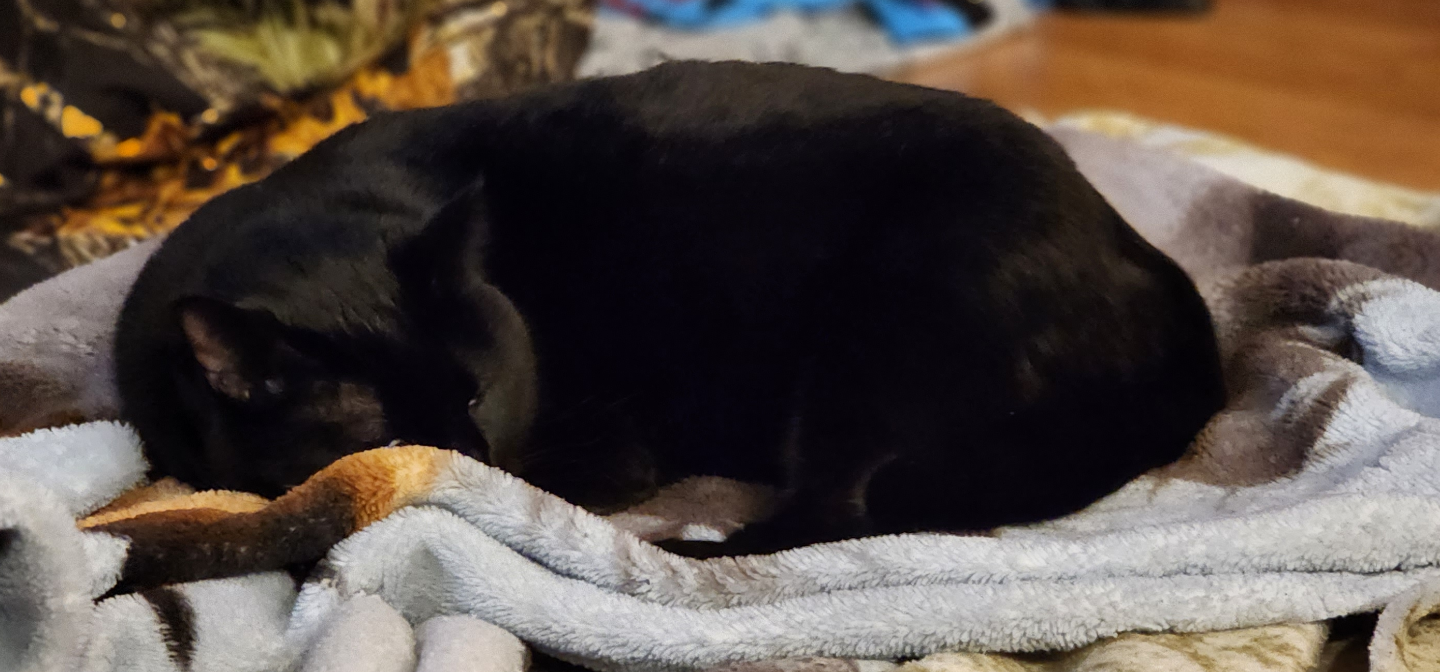 Midnight | Scrolller