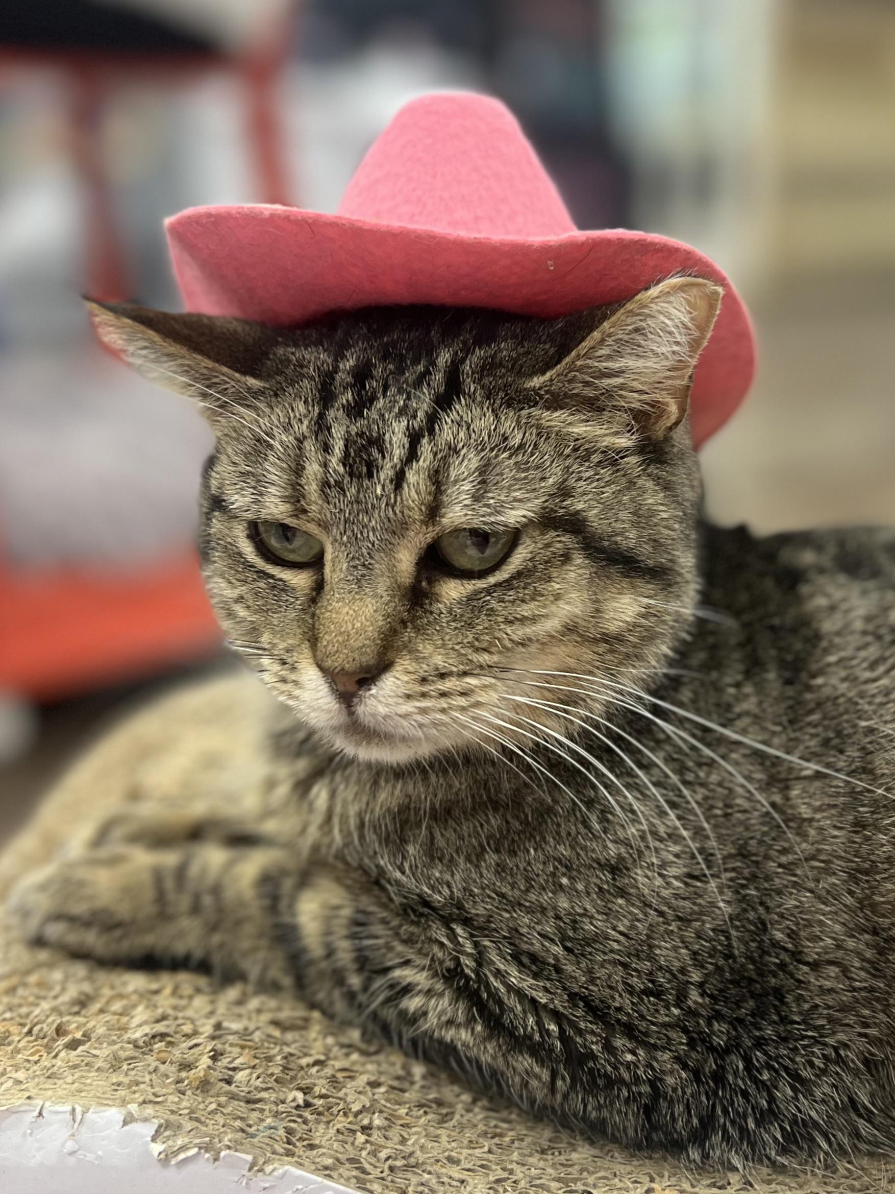 Meet Mama Mia | Scrolller