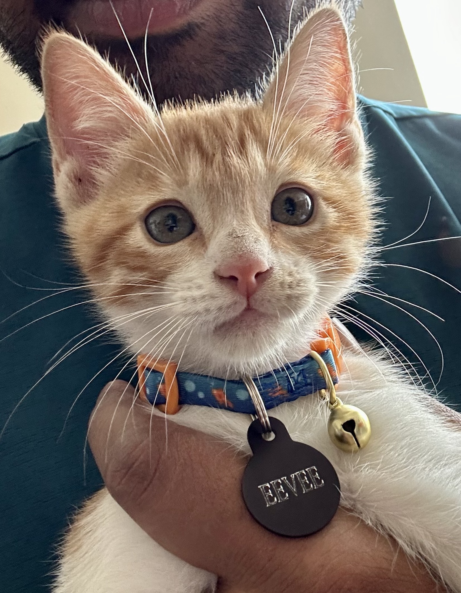 Meet Eevee. Adopted her yesterday | Scrolller