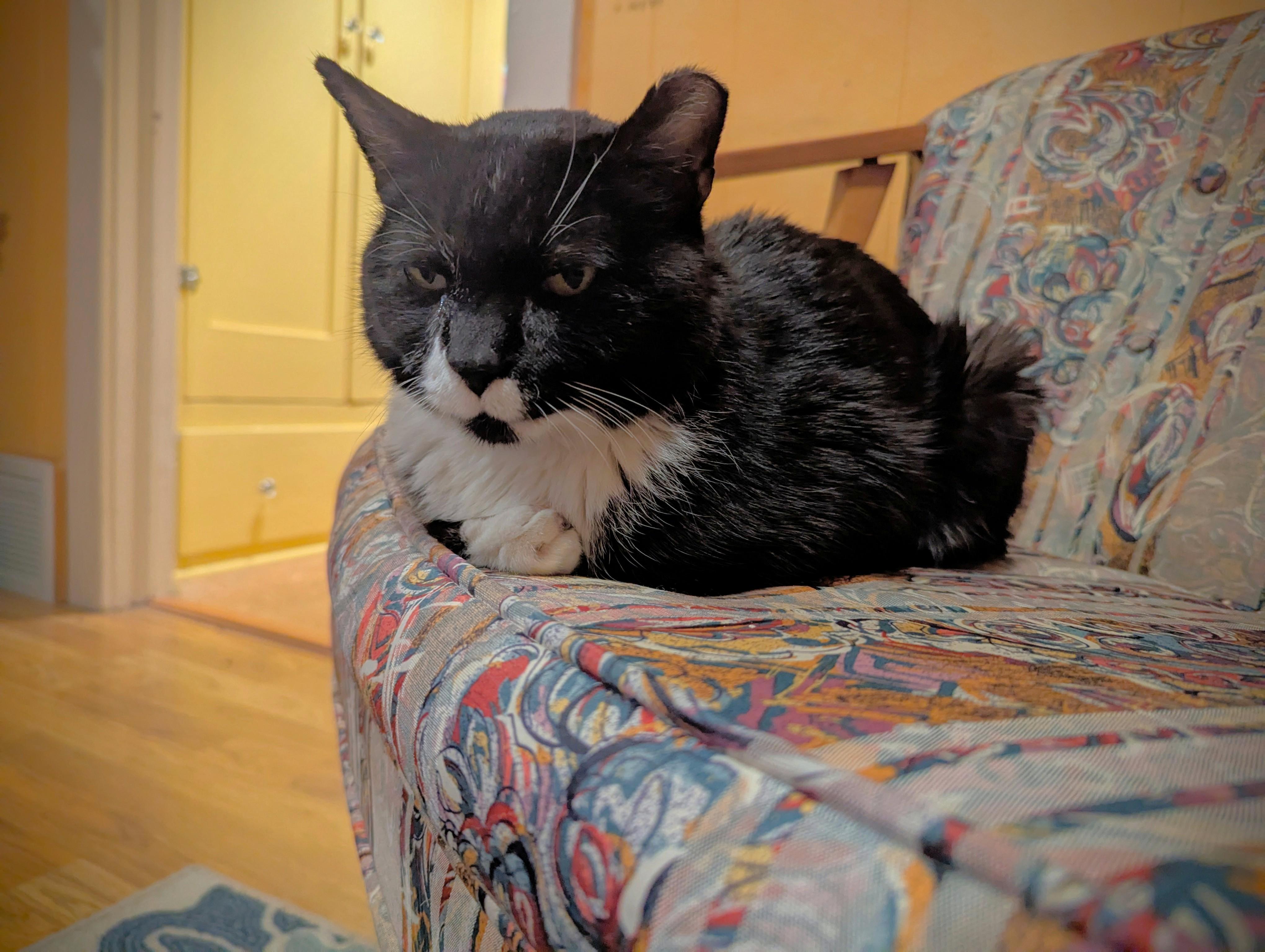 Just a glamour shot of Theodore in his chair | Scrolller