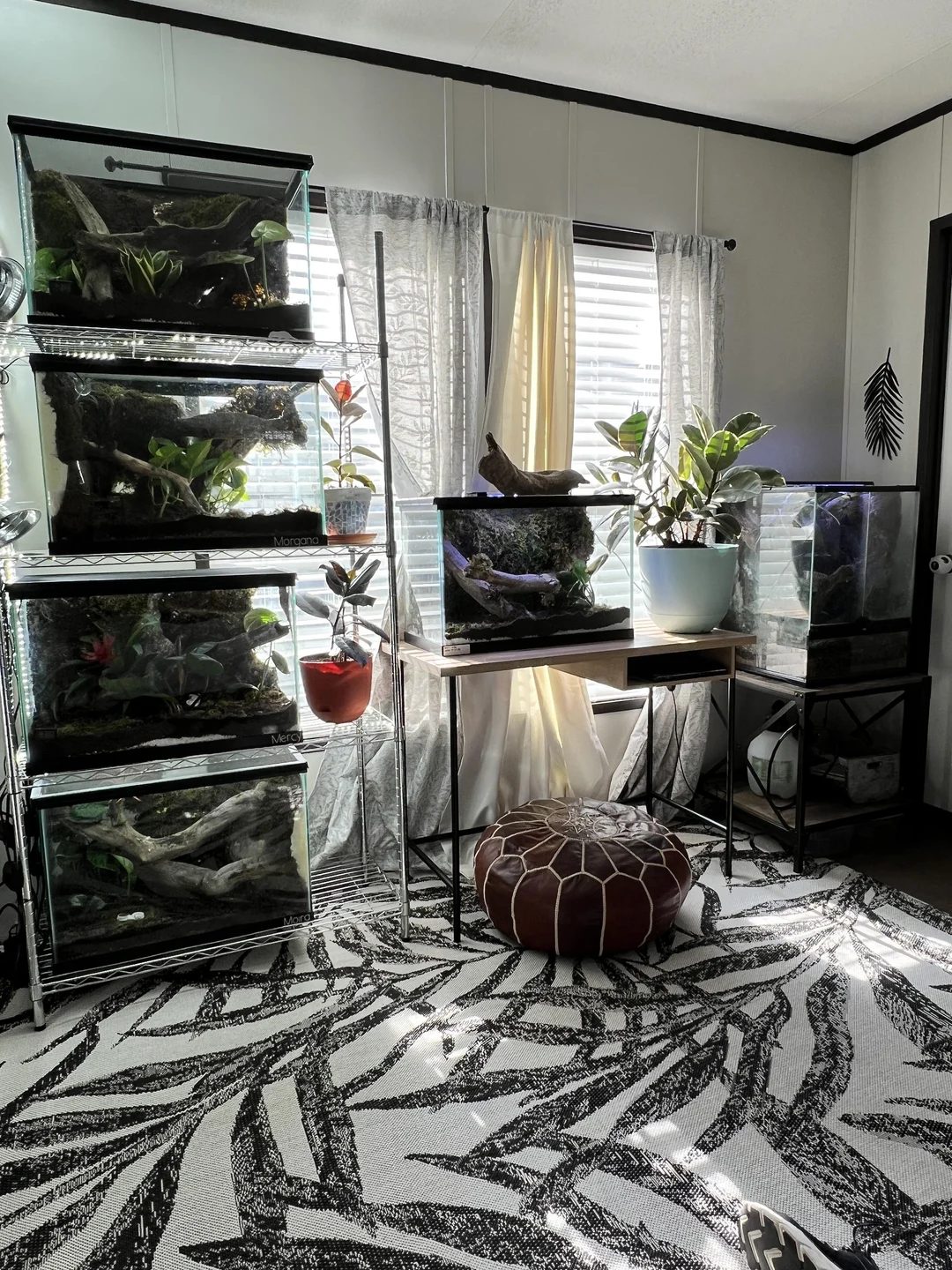 I finally have my very own reptile room! | Scrolller