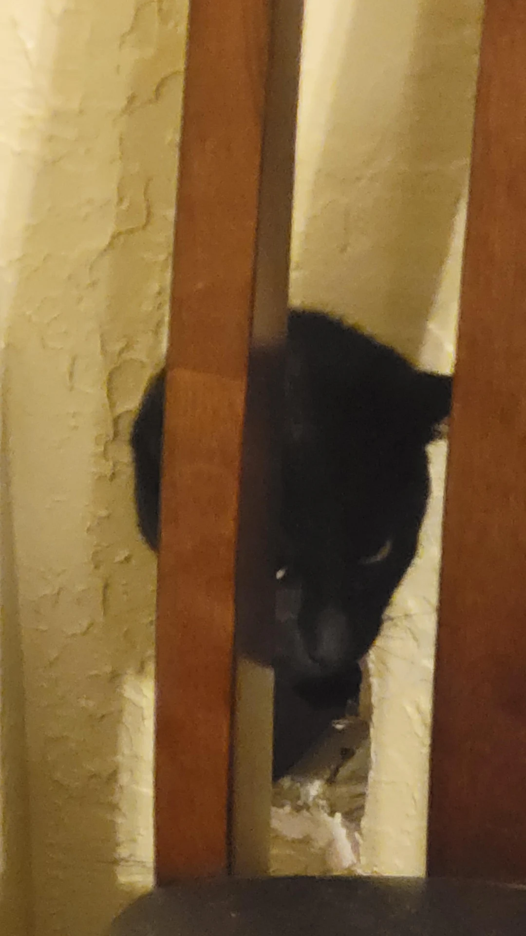 [OC] Help I got stuck in the wall trying to escape. | Scrolller