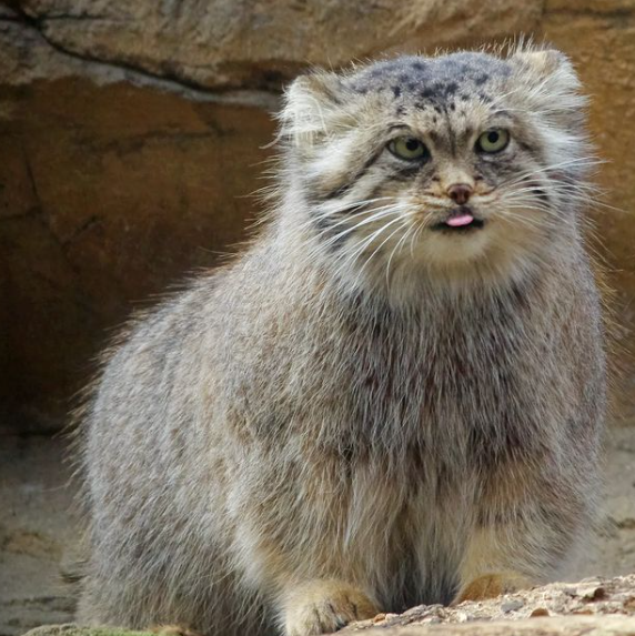 Adorable Blep💕 | Scrolller