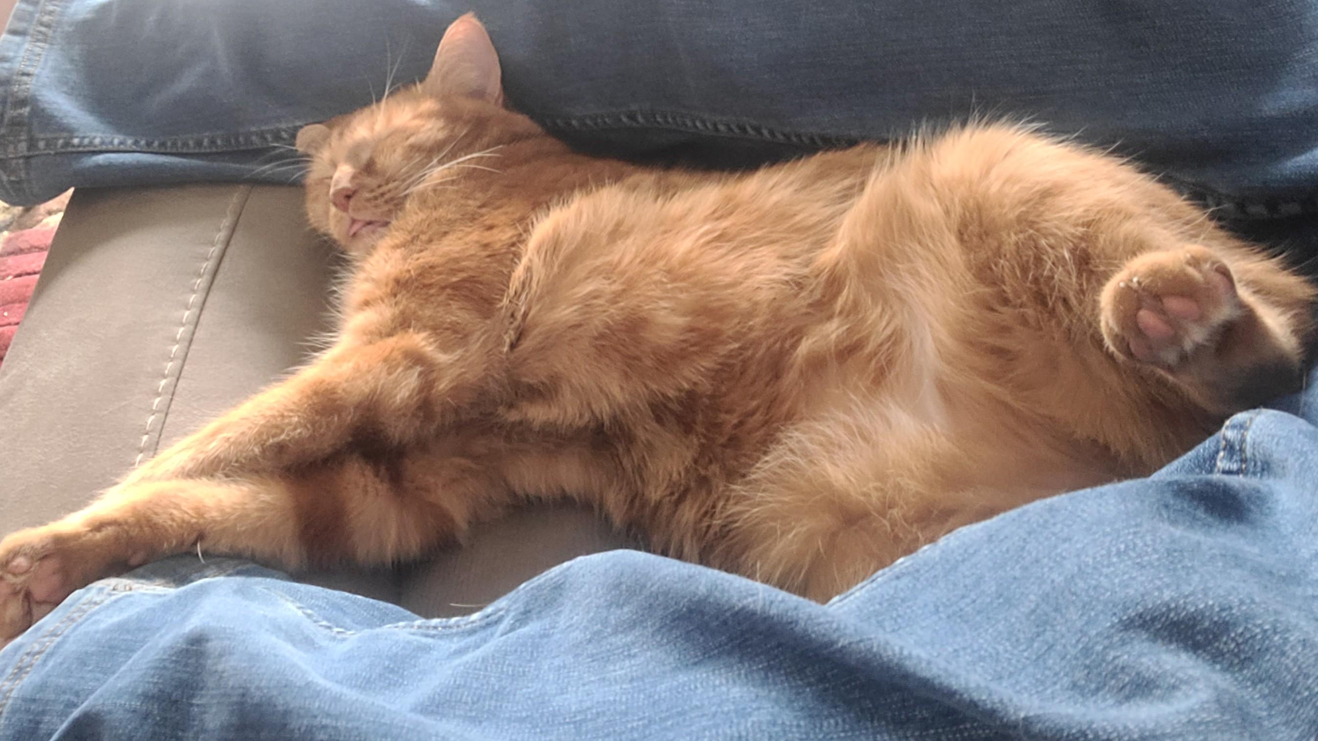 A rare but smol blep | Scrolller