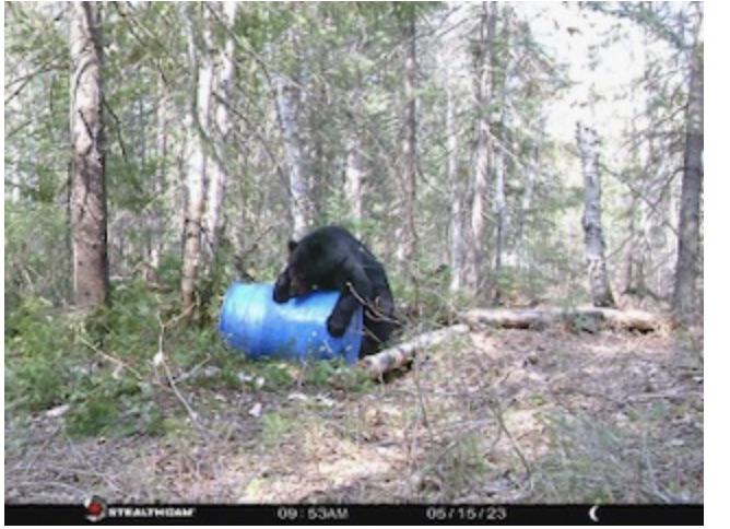 How big y’all think this Boar is? Hunting em this weekend | Scrolller