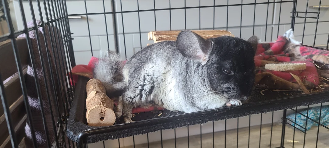 My baby Luna taking a rest | Scrolller