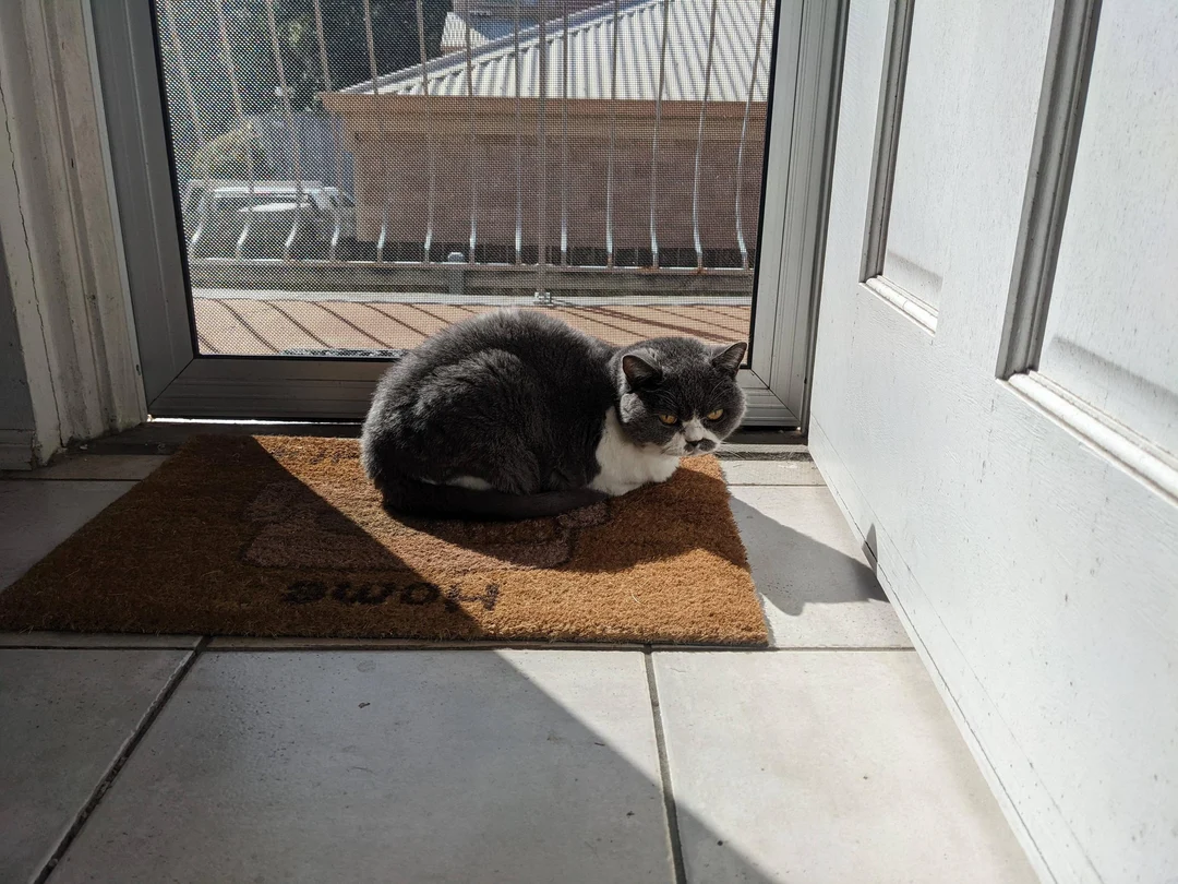 Loafing on the front mat | Scrolller