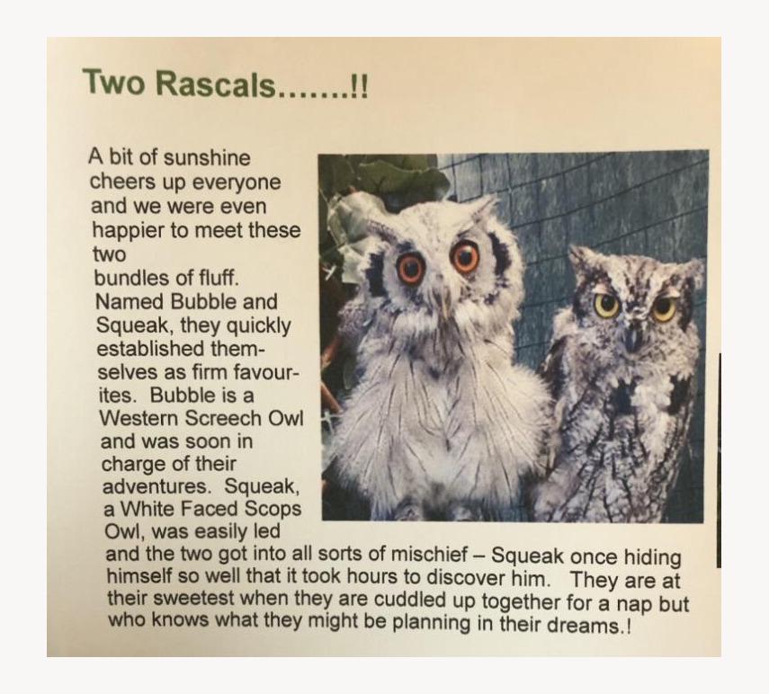 Bokuto & Akaashi as owls | Scrolller