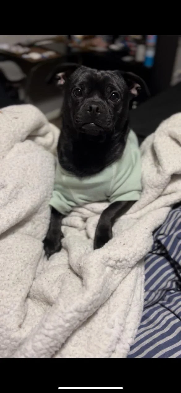 My little chug (chihuahua pug mix) | Scrolller