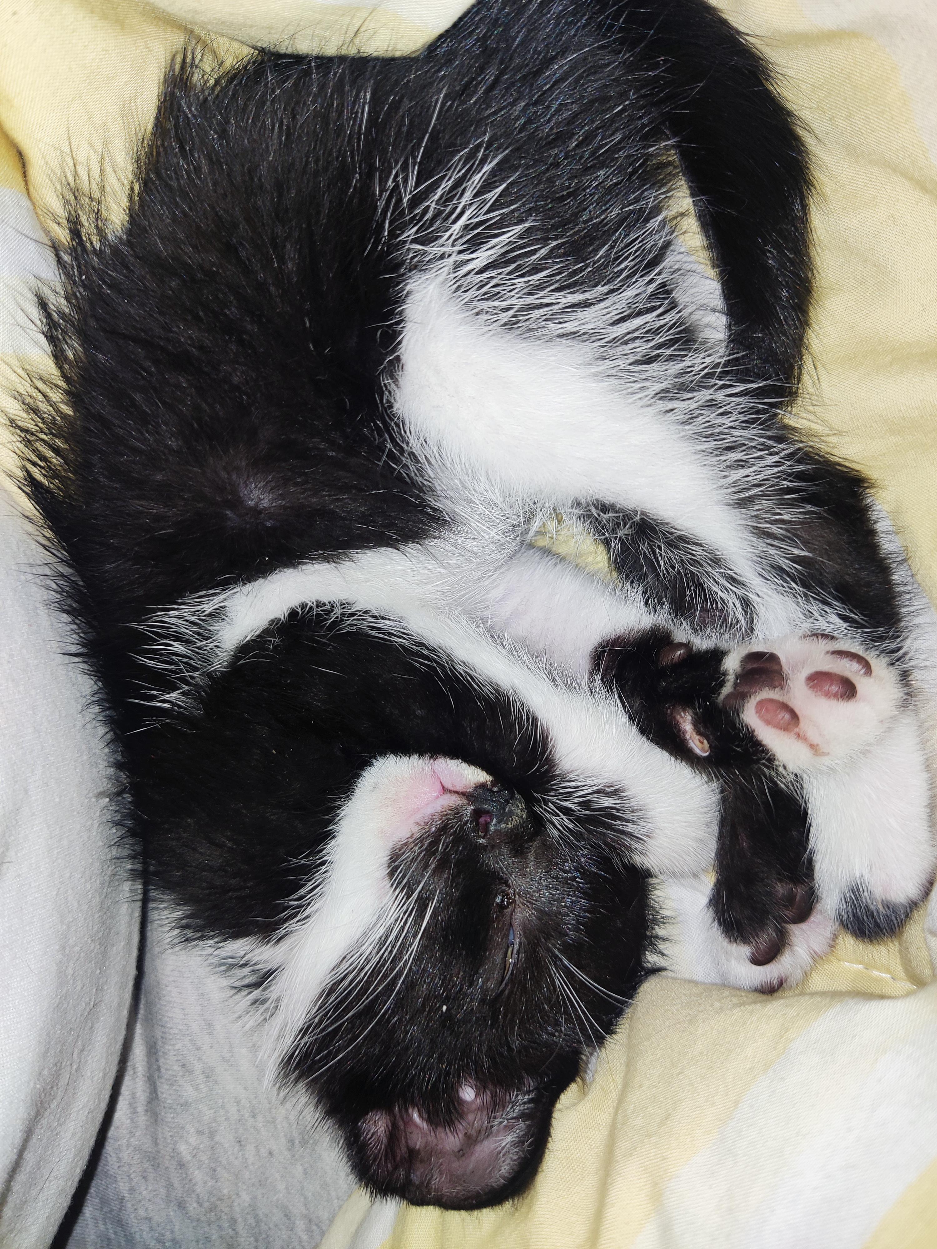 Meet Panda | Scrolller