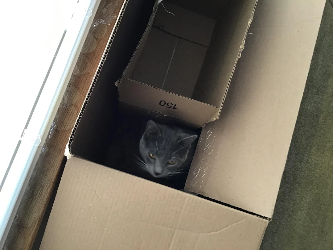 A box within a box with a cat | Scrolller