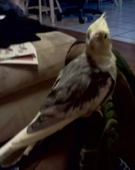 A bird doesn't sing because it has the answer, it sings because it has a song. Lou Holtz. A very ...