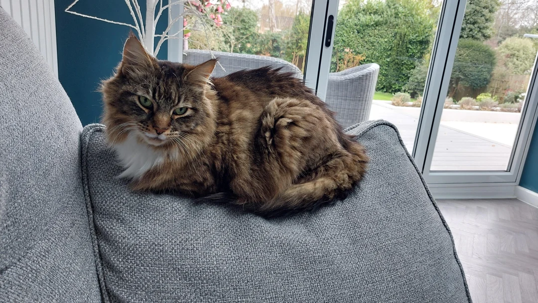 Olaf the Maine Coon loaf | Scrolller