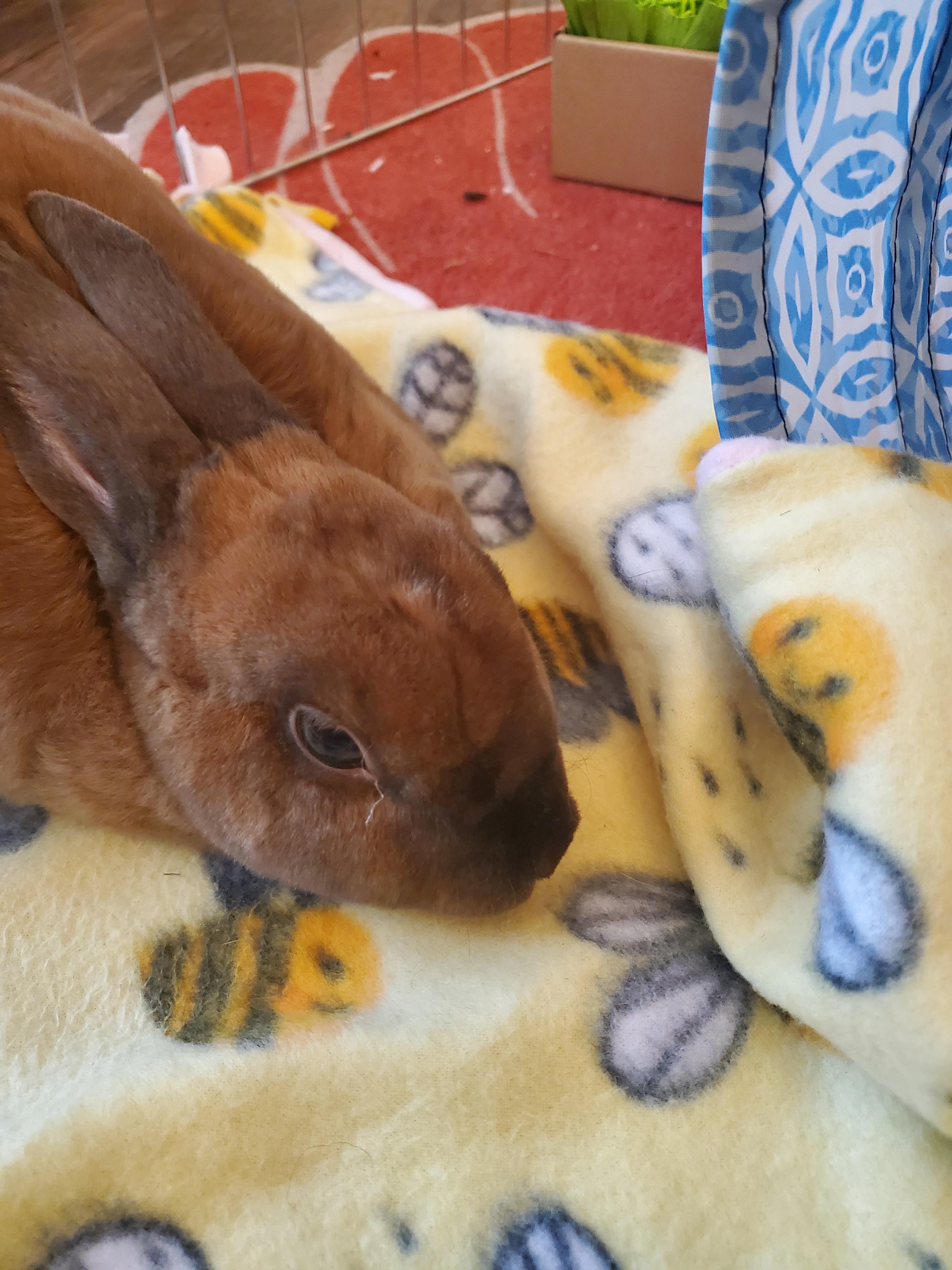 Treatments for Melting?? | Scrolller