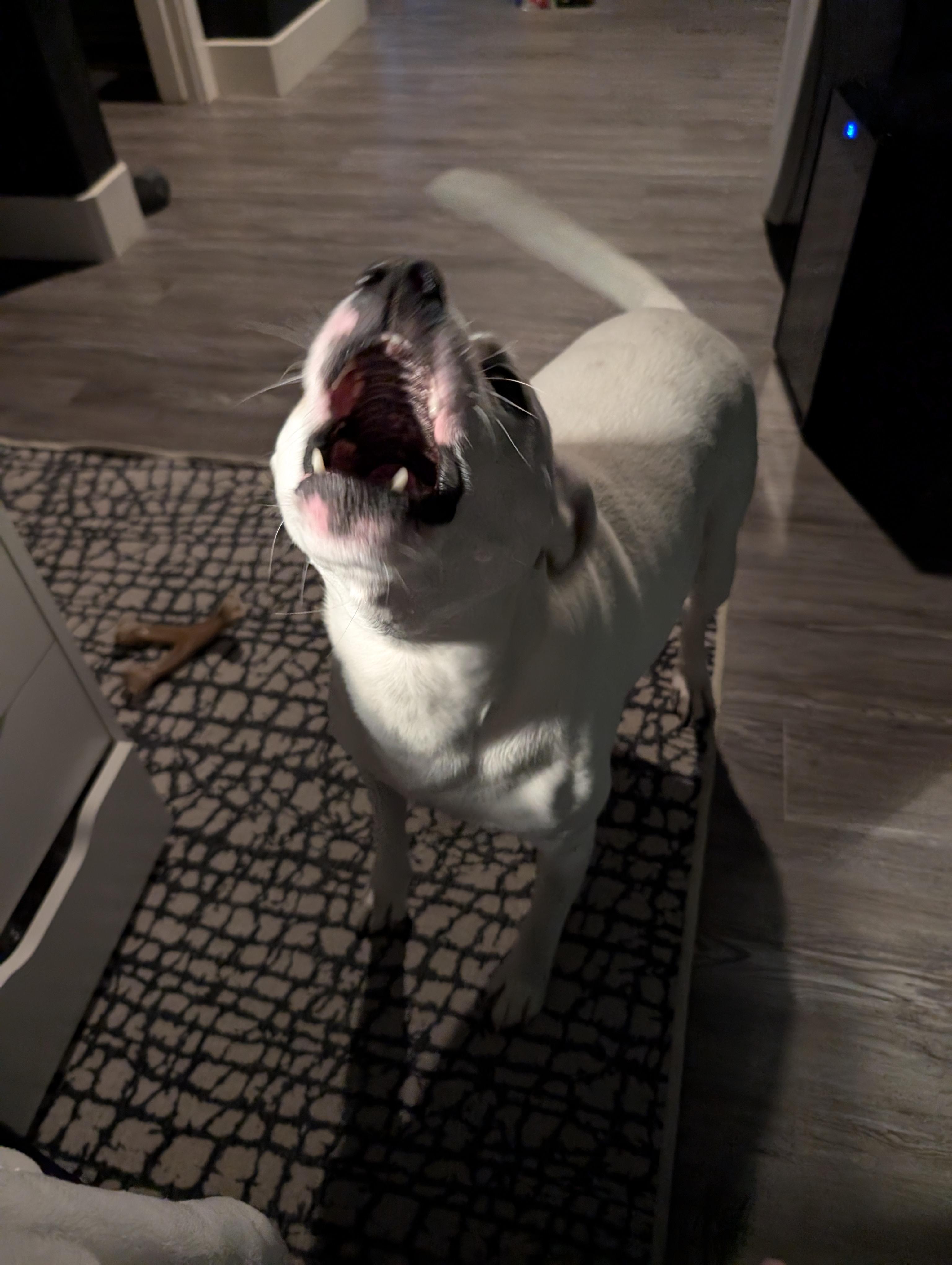 Show me your dramatic pooch. | Scrolller