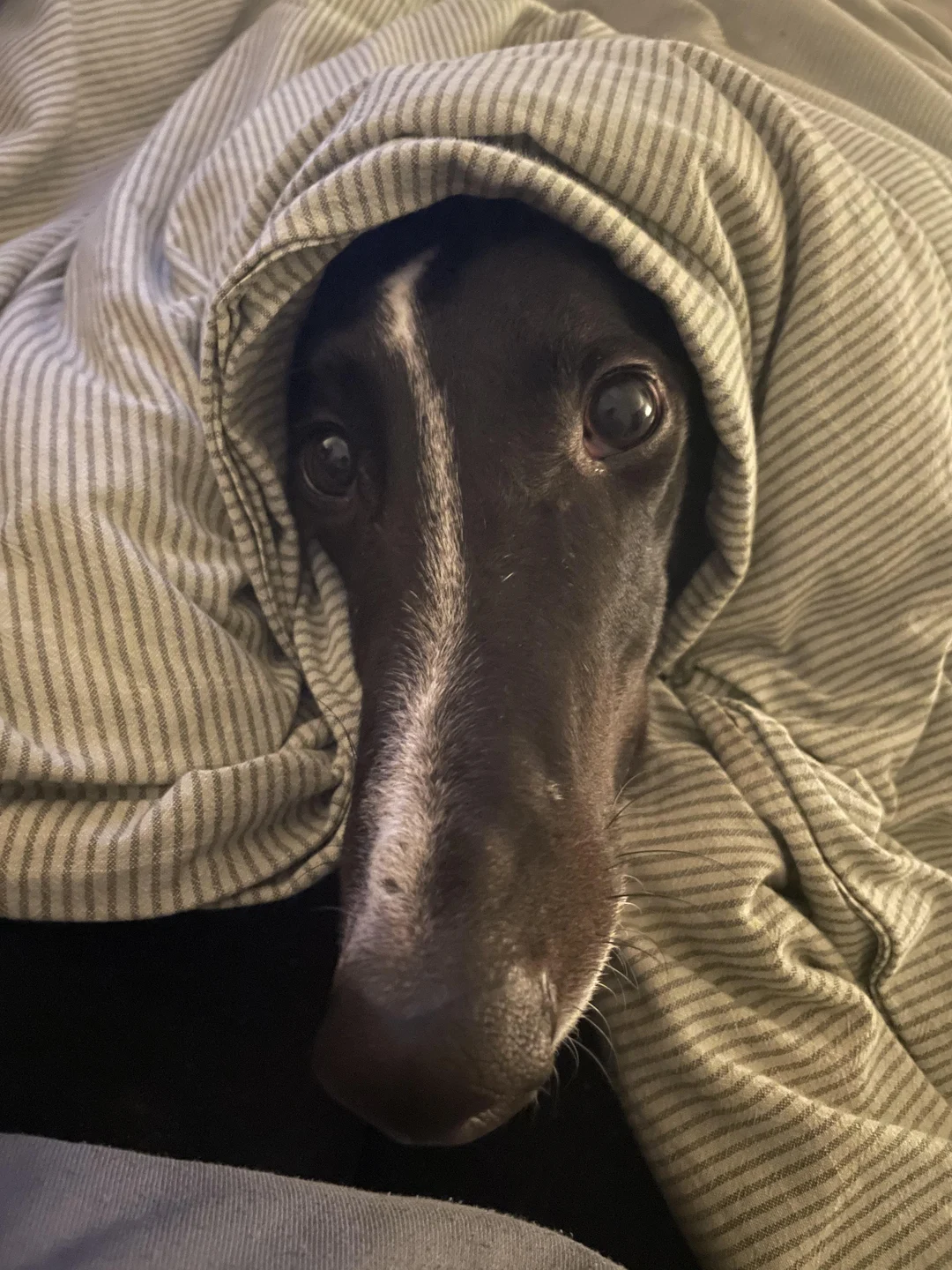 Duvet noodles says sweet dreams 😴 | Scrolller