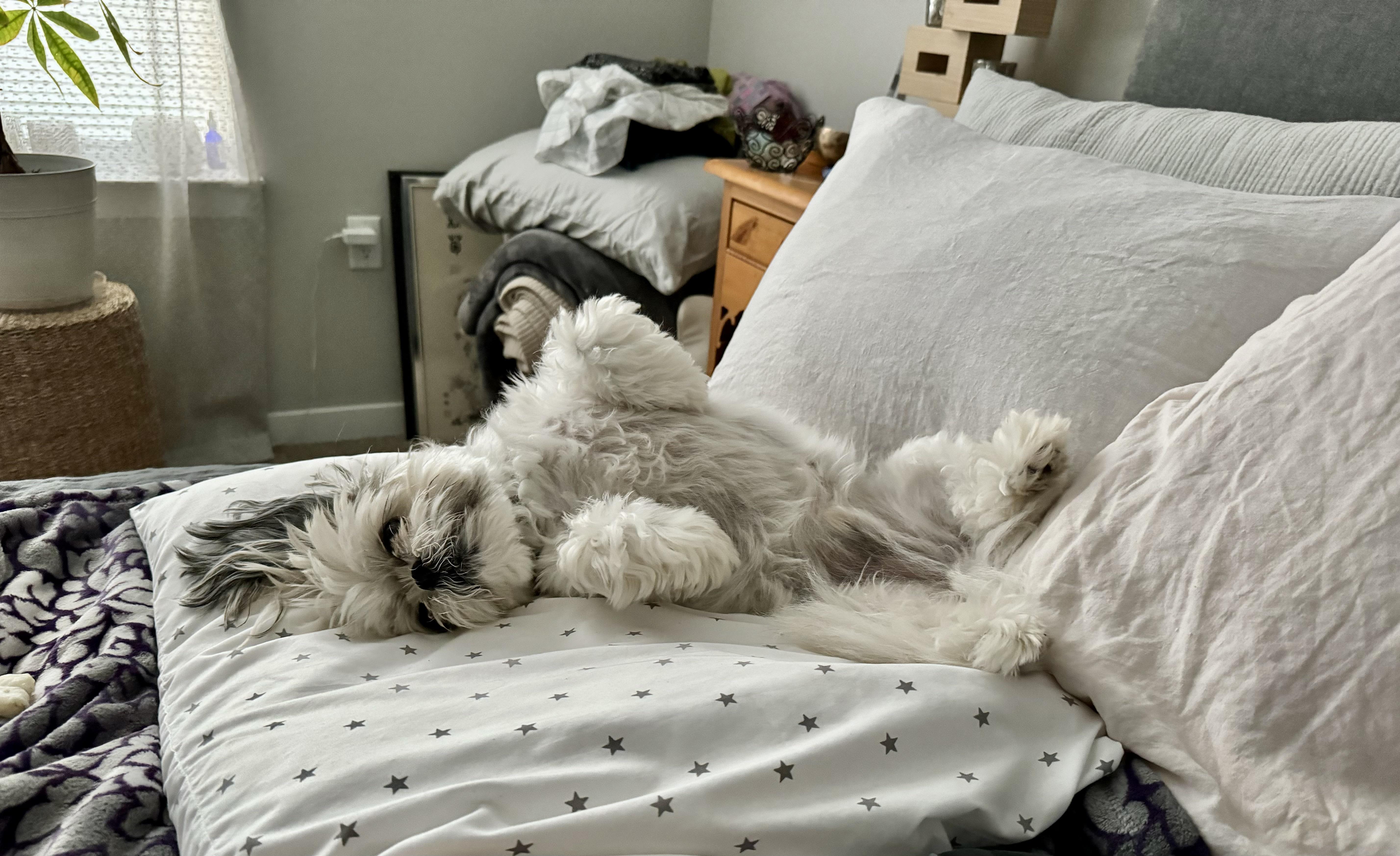 Oscar at rest | Scrolller