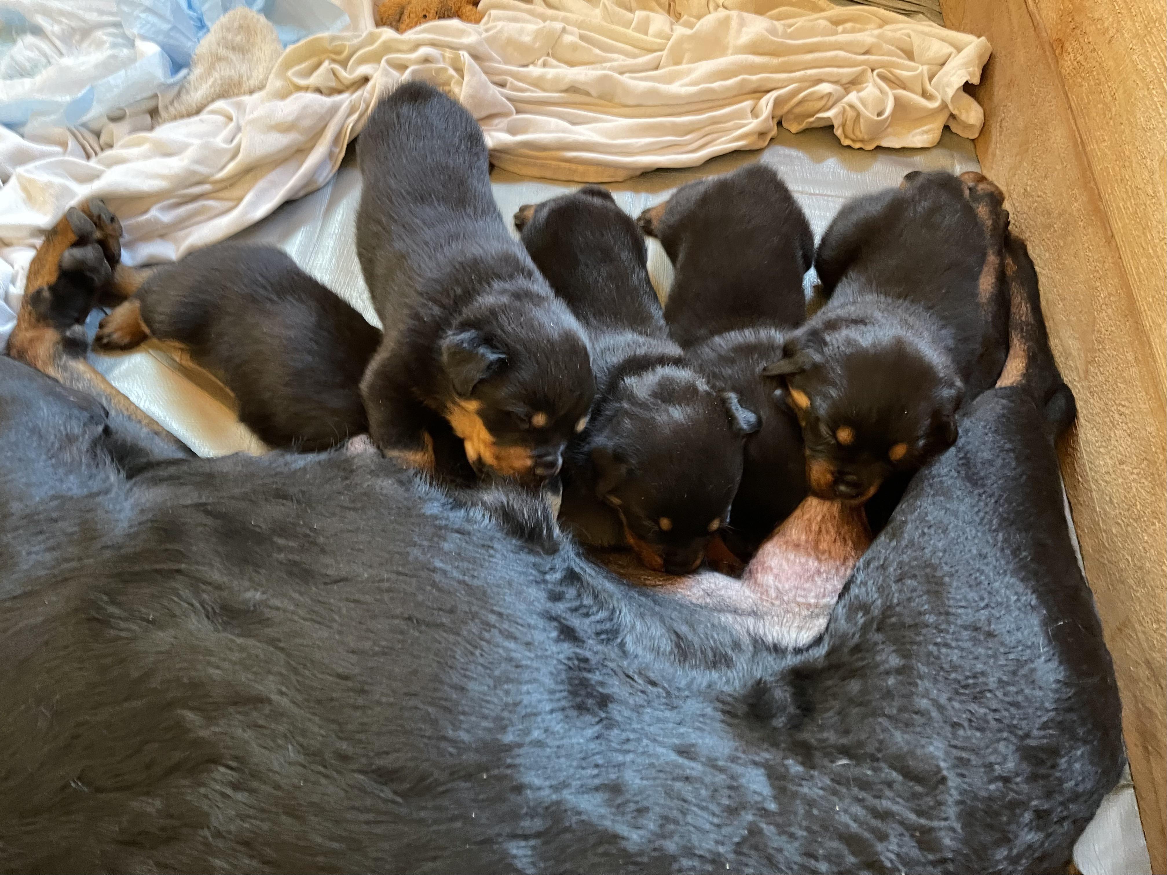 Feeding time | Scrolller