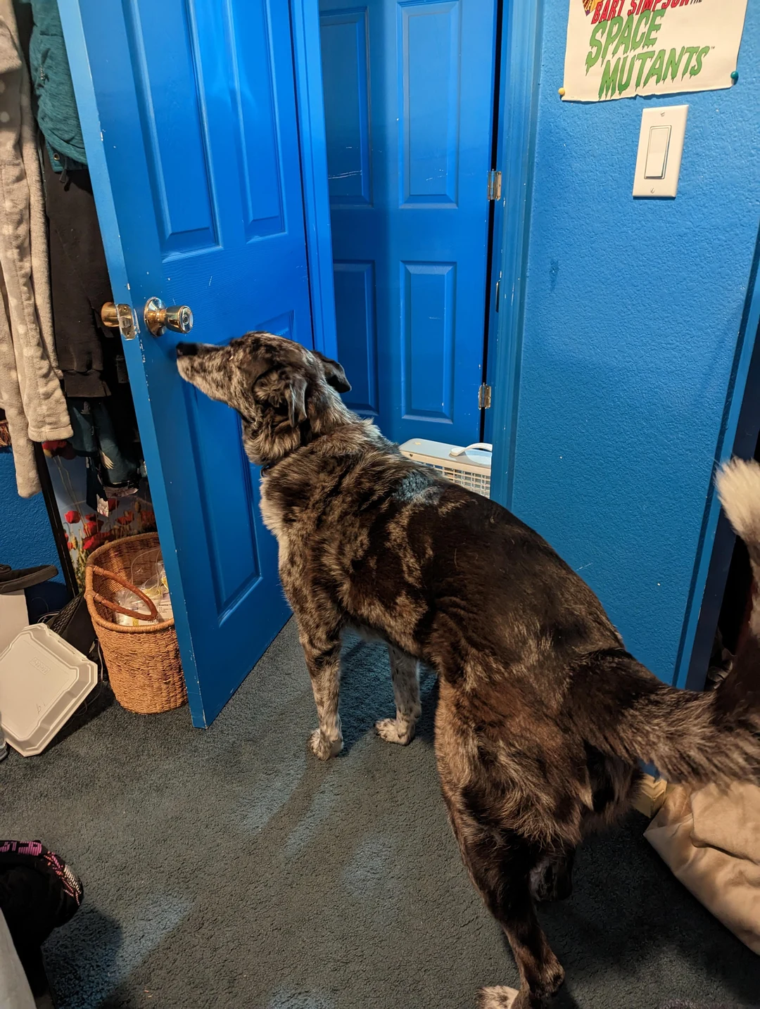 Just a big spoiled mutt with a fluffy butt | Scrolller