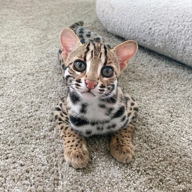 Tiny Asian leopards | Scrolller