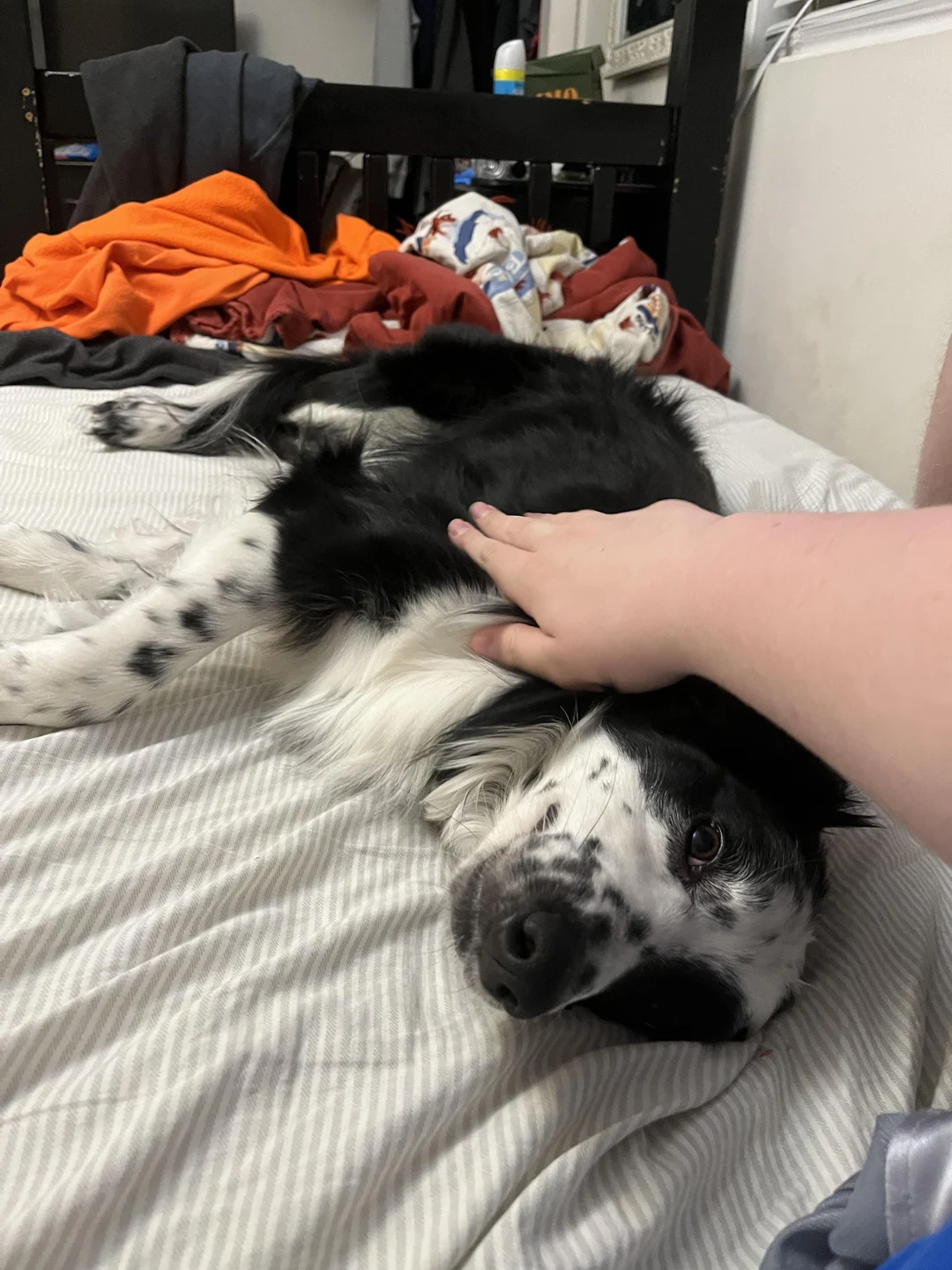 Discover more like Lookatmydog: Derp and Related Content | Scrolller