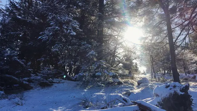 Snow with the sun hitting through the trees | Scrolller