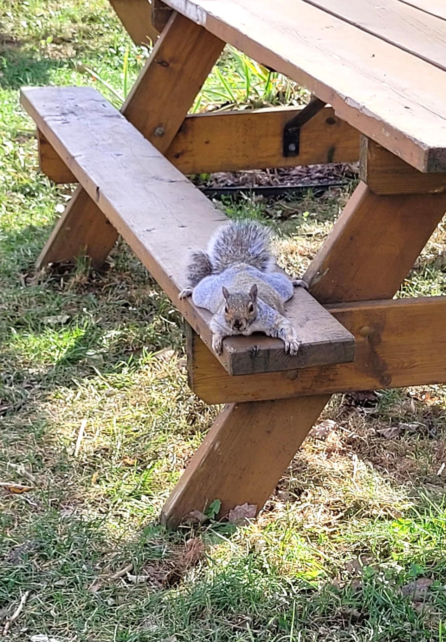 Perfect sploot and a nap | Scrolller