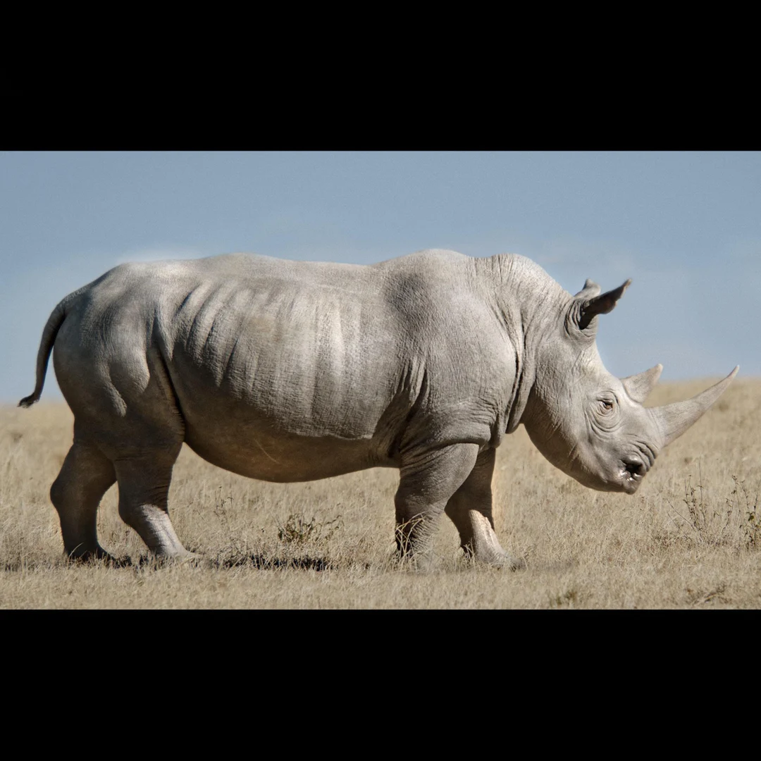 White Rhino, me, 3D art, 2023 | Scrolller