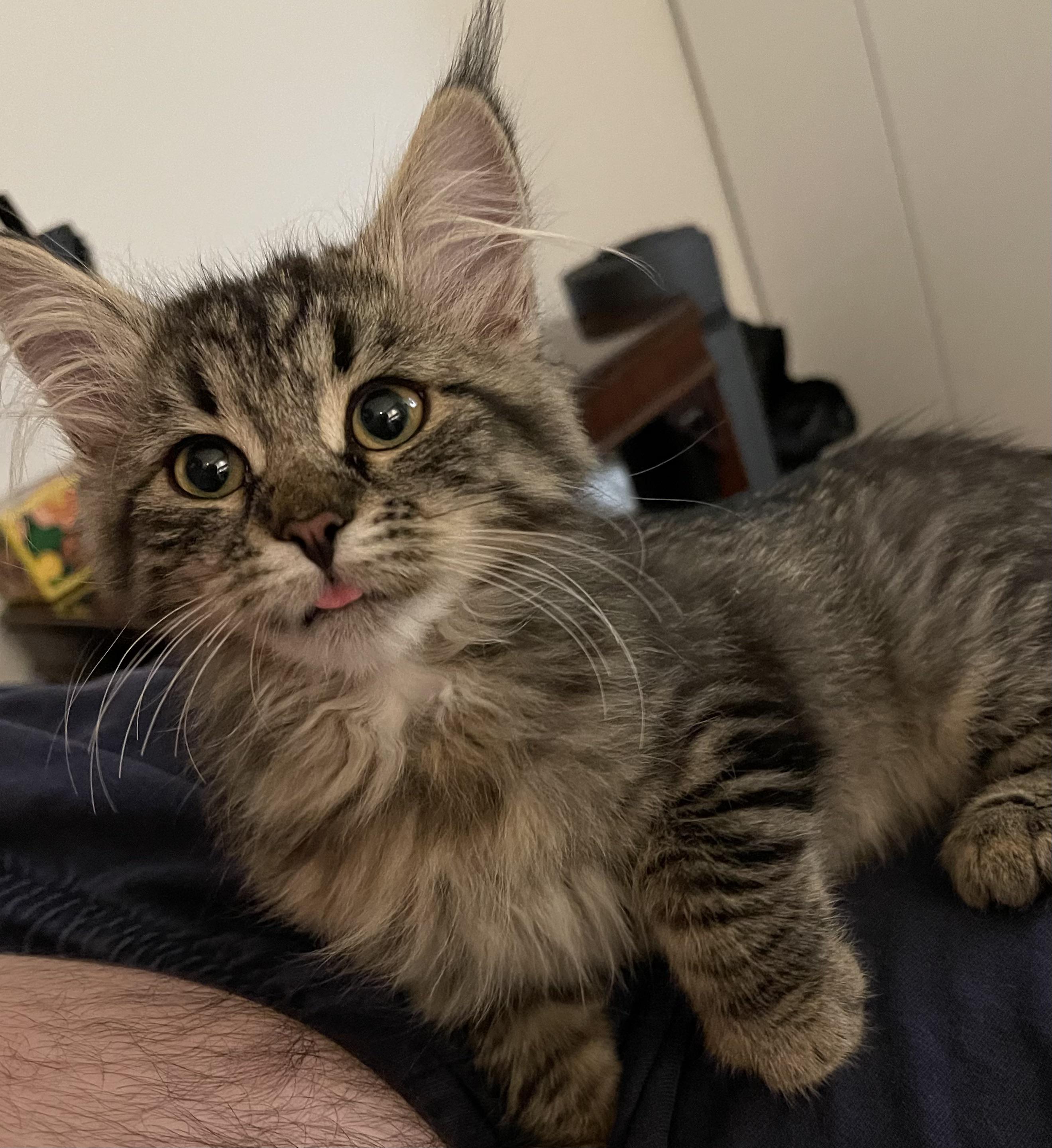 The stance, the blep, the purrfection | Scrolller