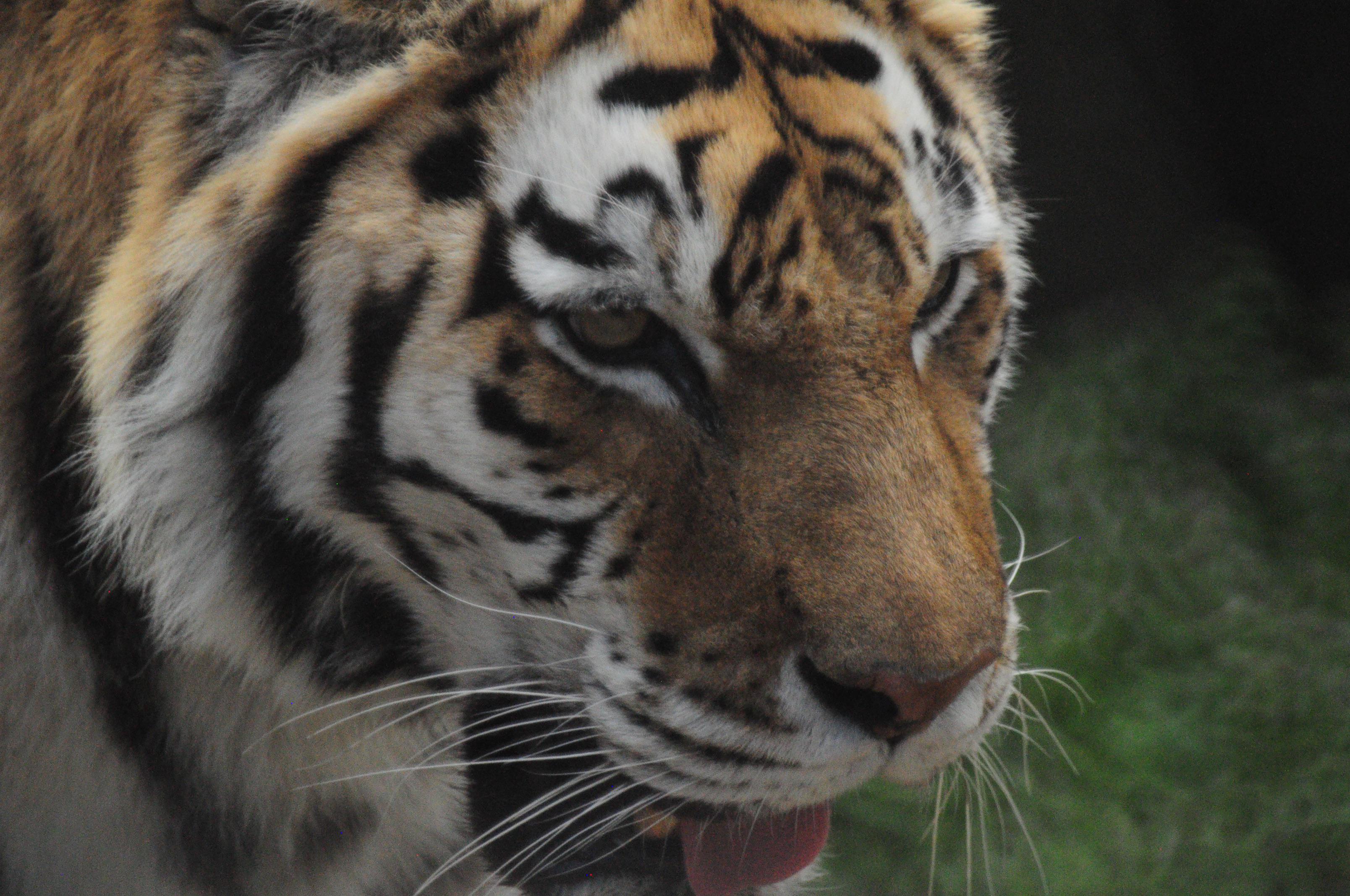 Tiger blep | Scrolller
