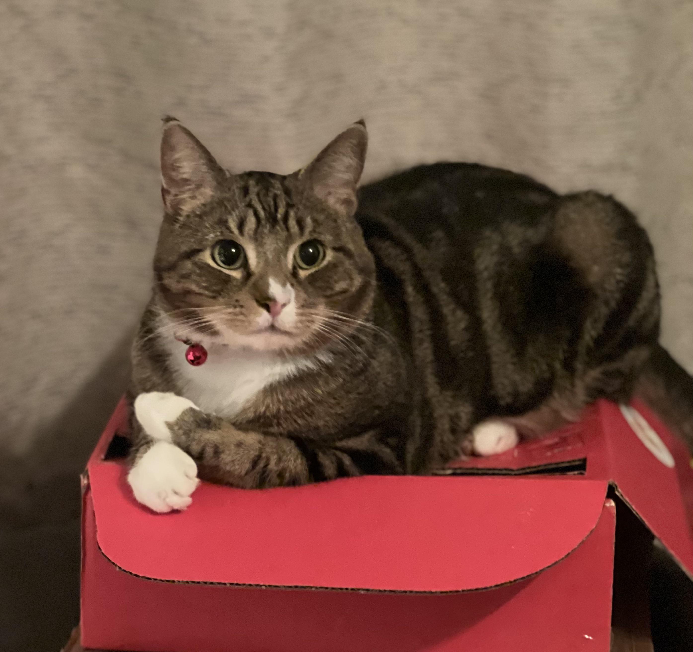 Discover more like TheCatTrapIsWorking: Professional portrait trap and Related Content | Scrolller