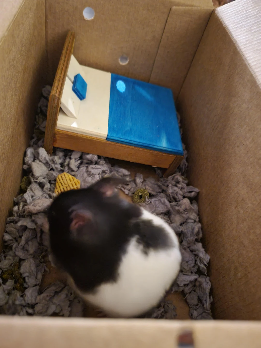 Meet angelus | Scrolller