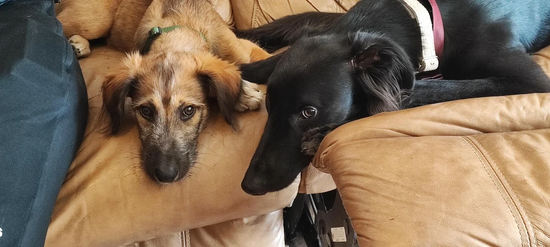 More Henry, this time with his new big brother Stanley | Scrolller