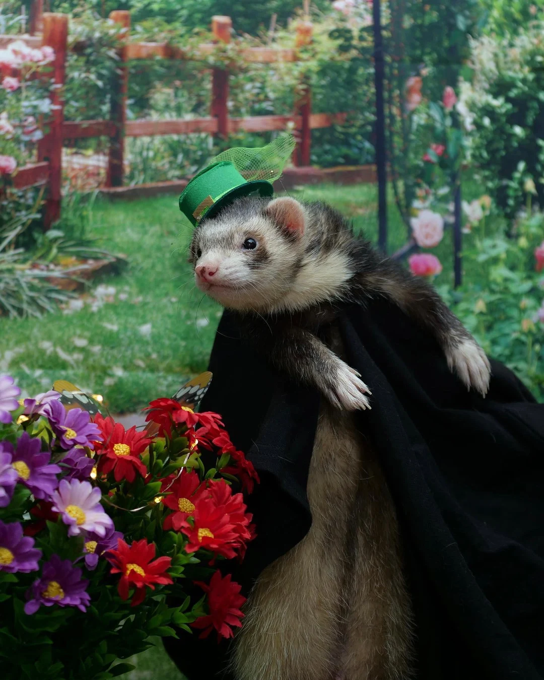 Handsome Mister Seven is ready for spring | Scrolller