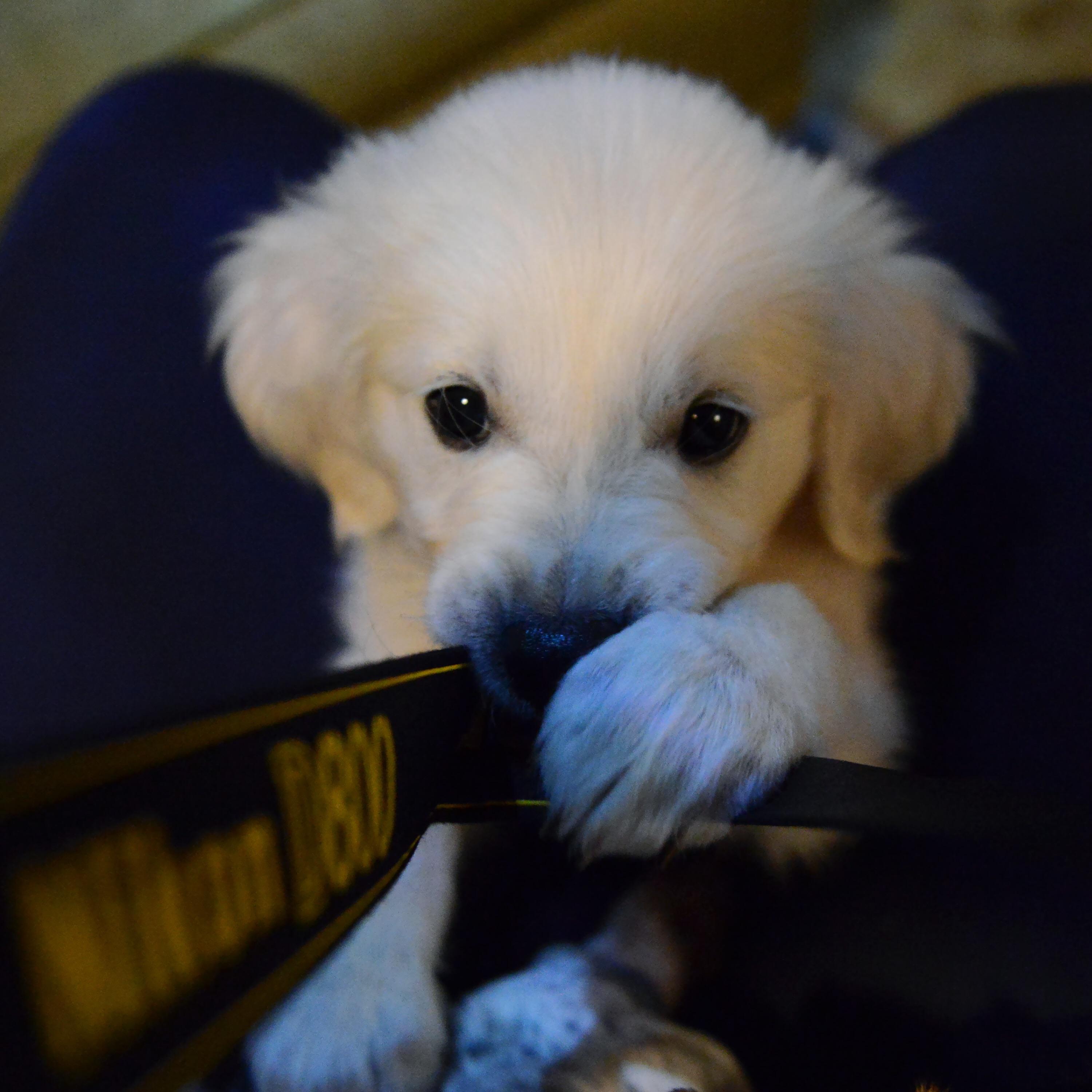 My new assistant | Scrolller