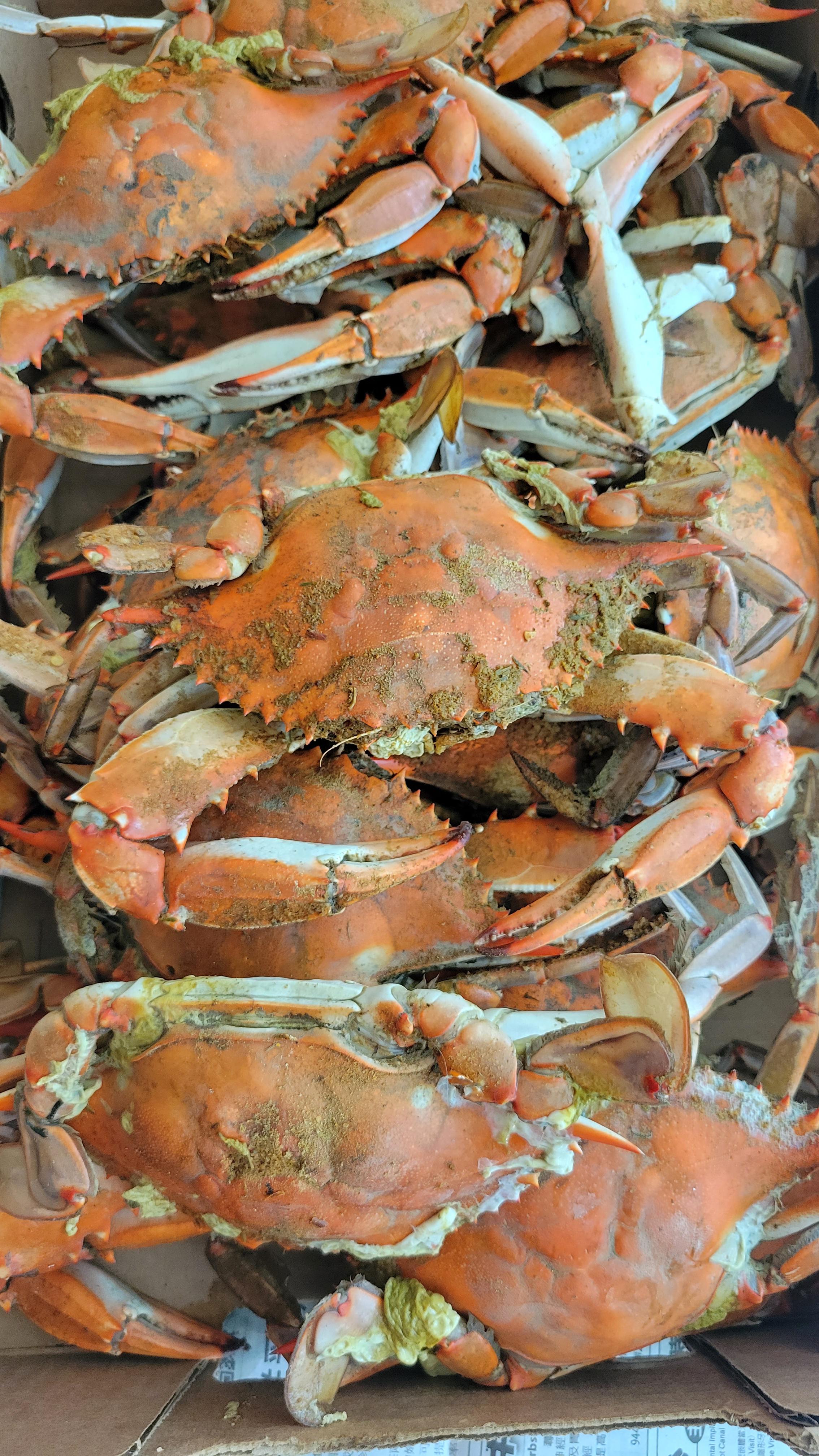[I ate] Maryland Blue Crabs | Scrolller