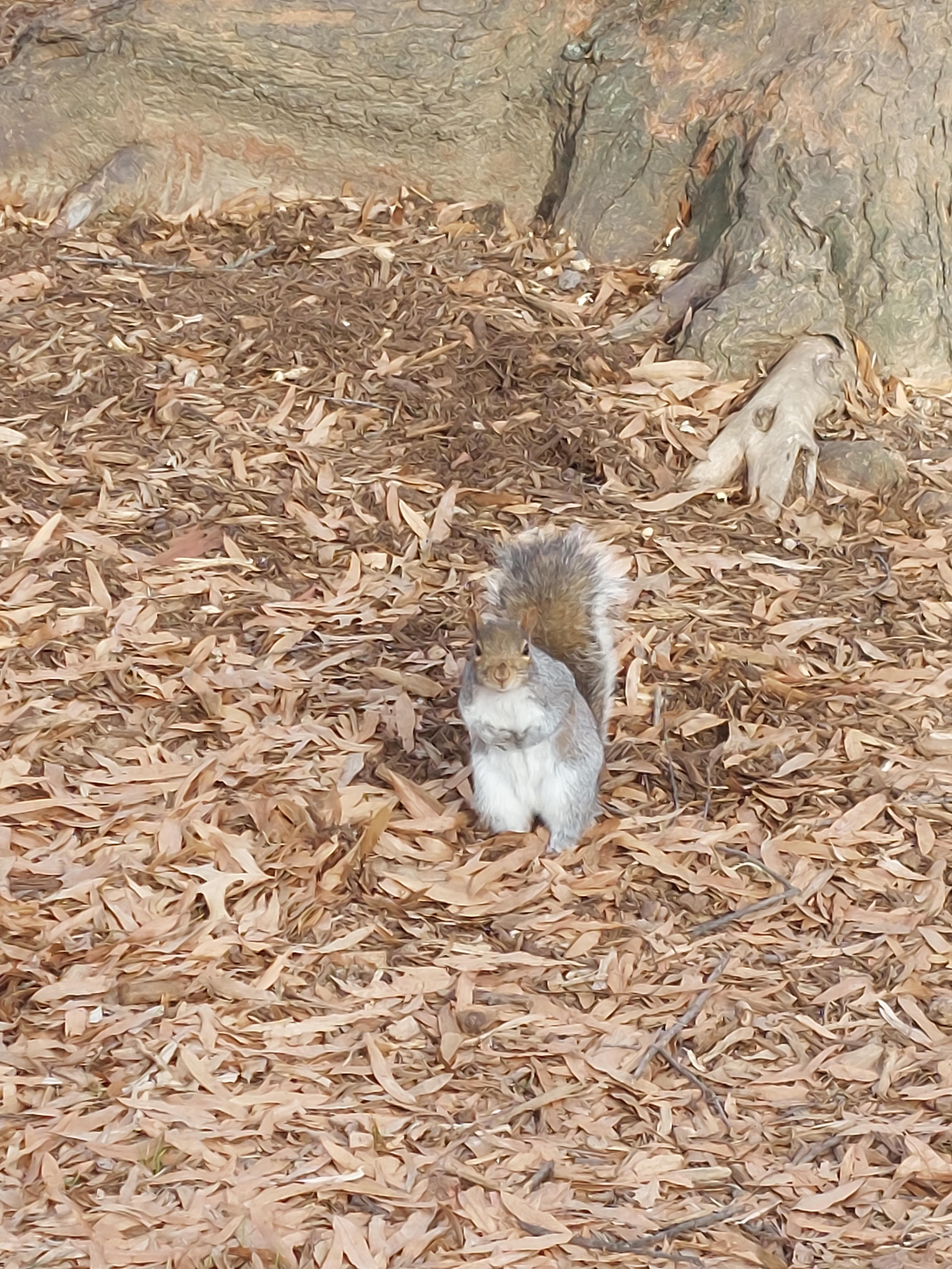 1st time back in Virginia and I see a cute DMV squirrel flexing | Scrolller