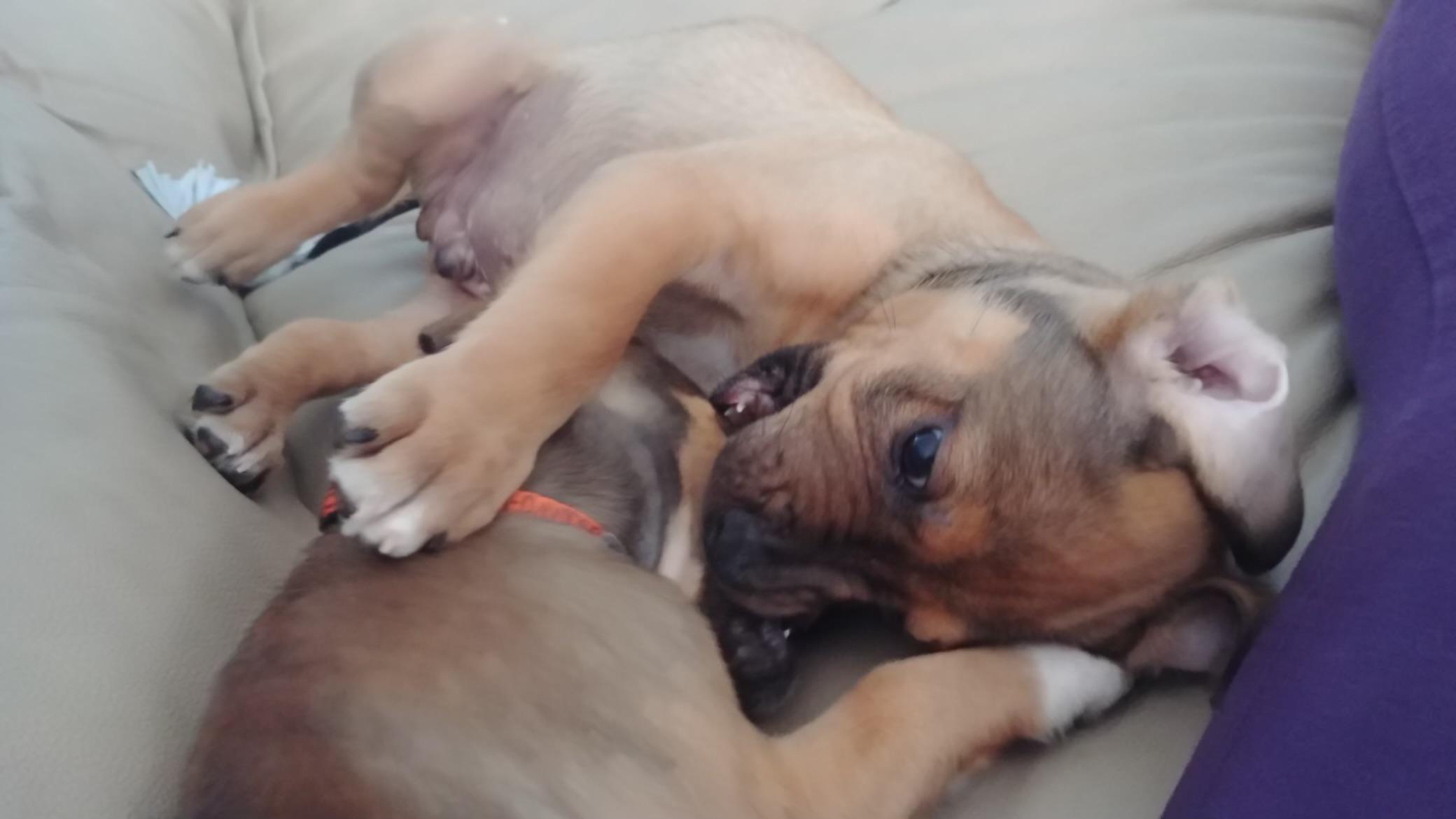 Chomp (OC) | Scrolller