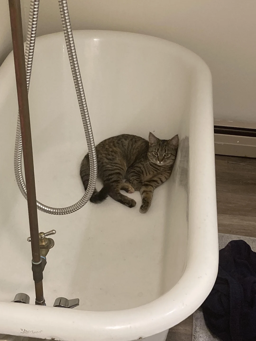 Big trap | Scrolller