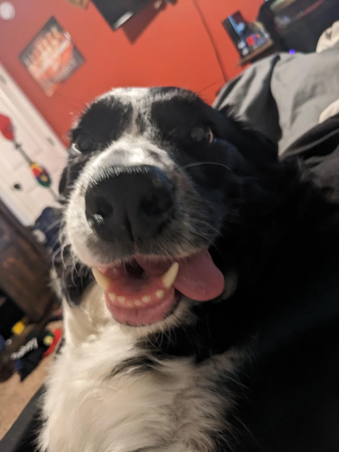 Happy Doggo! :D | Scrolller