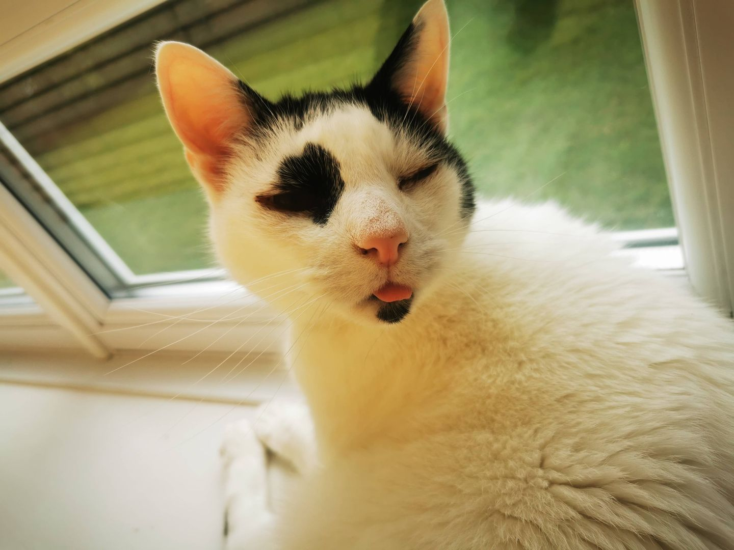 Meet Pumpkin, lacking in teeth, king of bleps. | Scrolller