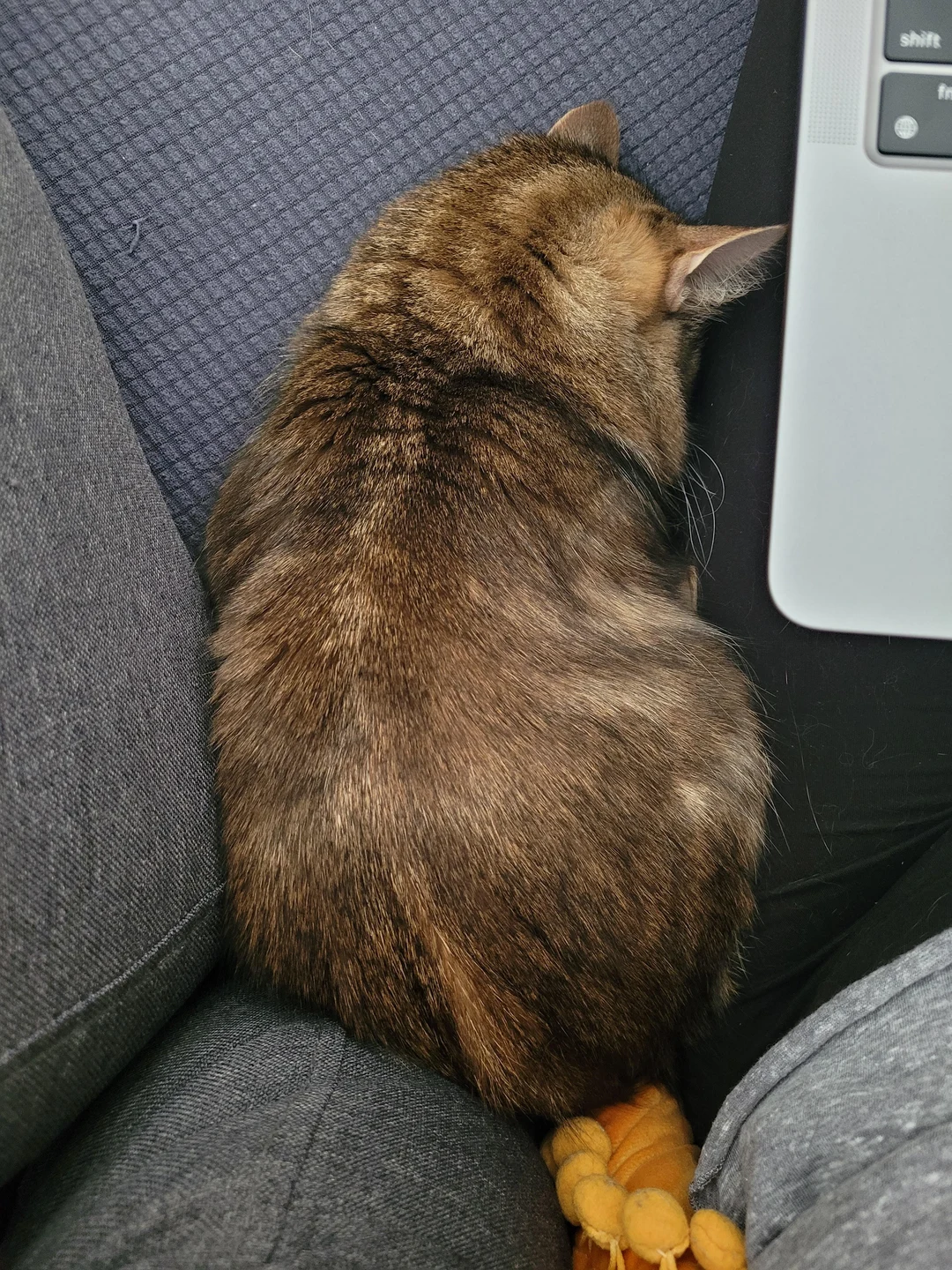 Aerial view of sleepy, slightly crescented loaf | Scrolller
