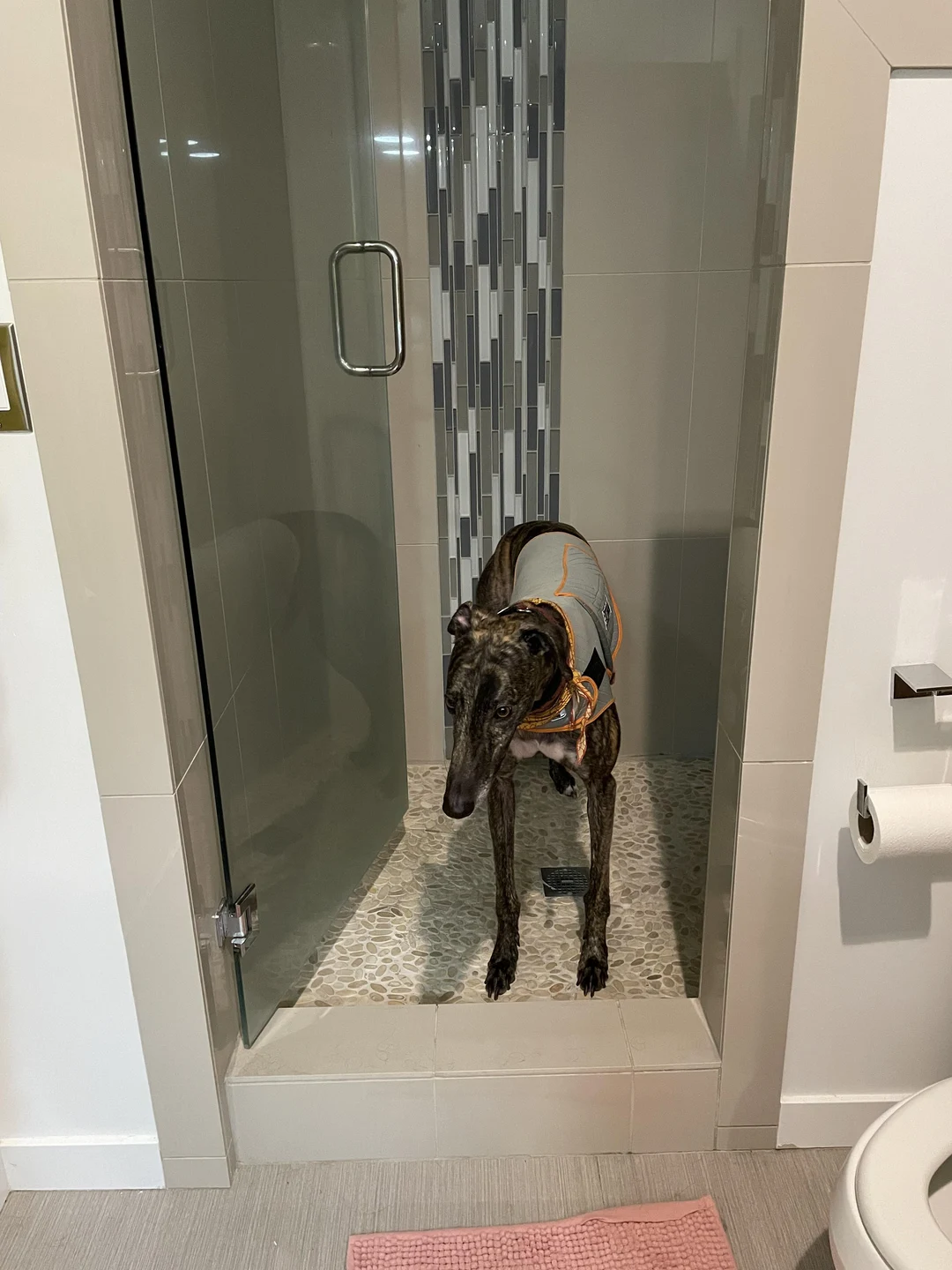 A real scaredy-boy- goes in the shower when he hears a loud noise | Scrolller