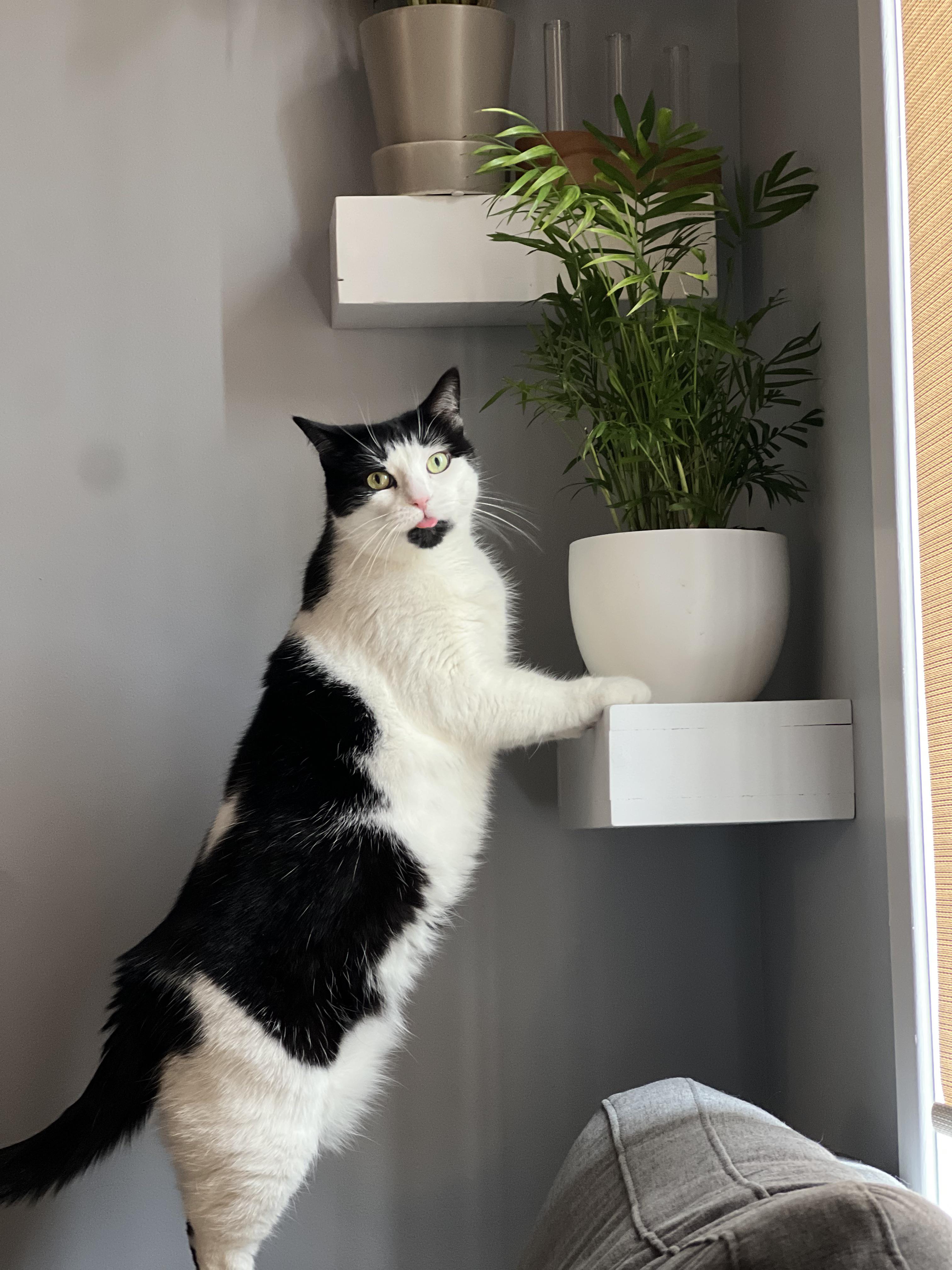 Mid chomp blep | Scrolller