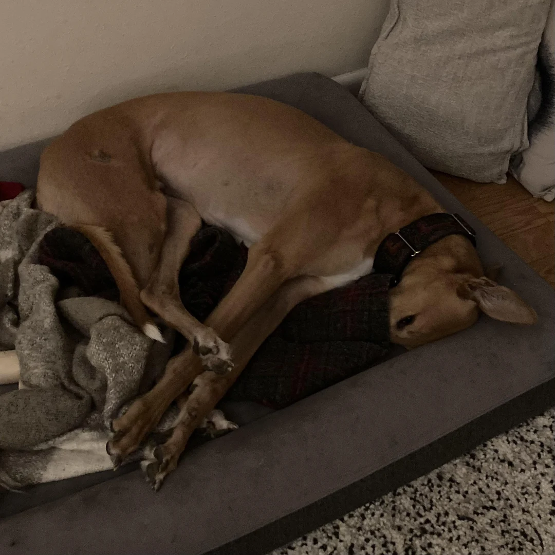 Newt is also long-legged and cold-blooded. My partner thinks he takes ...