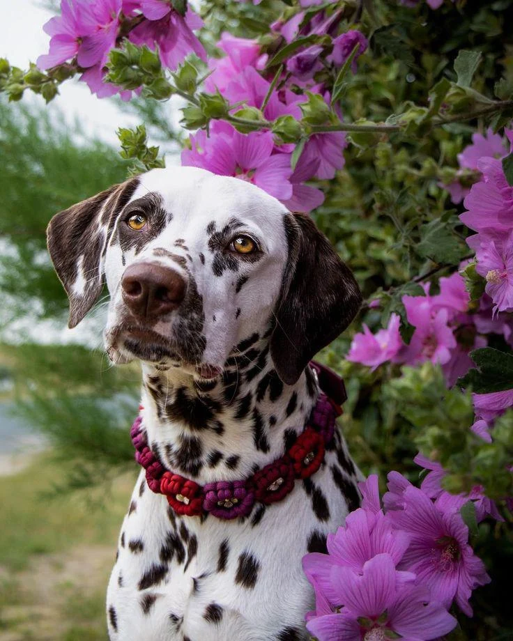 A wonderful picture of this Dalmatian among some pretty flowers. | Scrolller