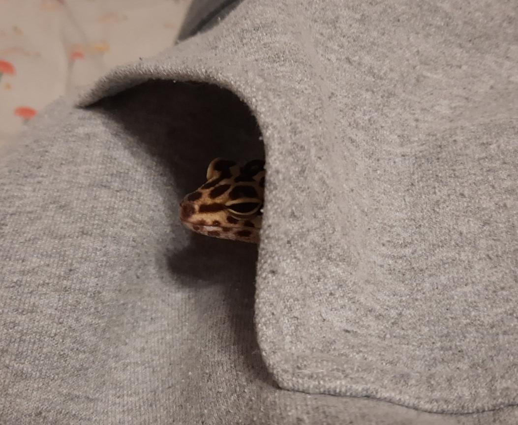 Pocket Geck | Scrolller